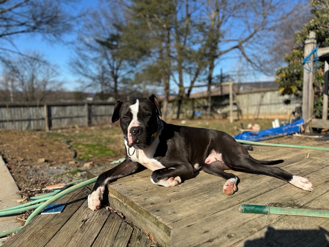 Dog for adoption - Reed , an American Bulldog & Great Dane Mix in ...