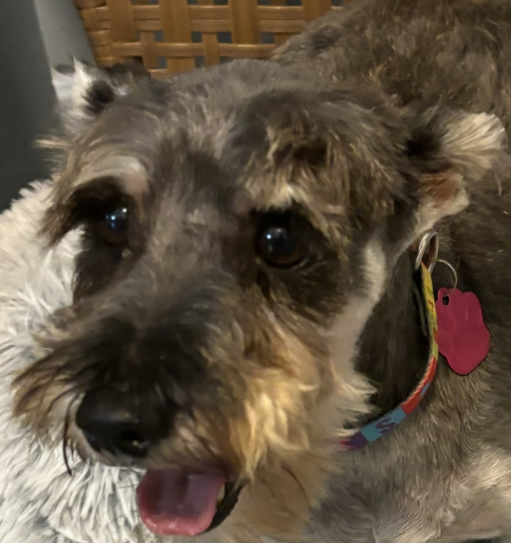 Dog for adoption - Jaxon, a Miniature Schnauzer in Adams, NE | Petfinder