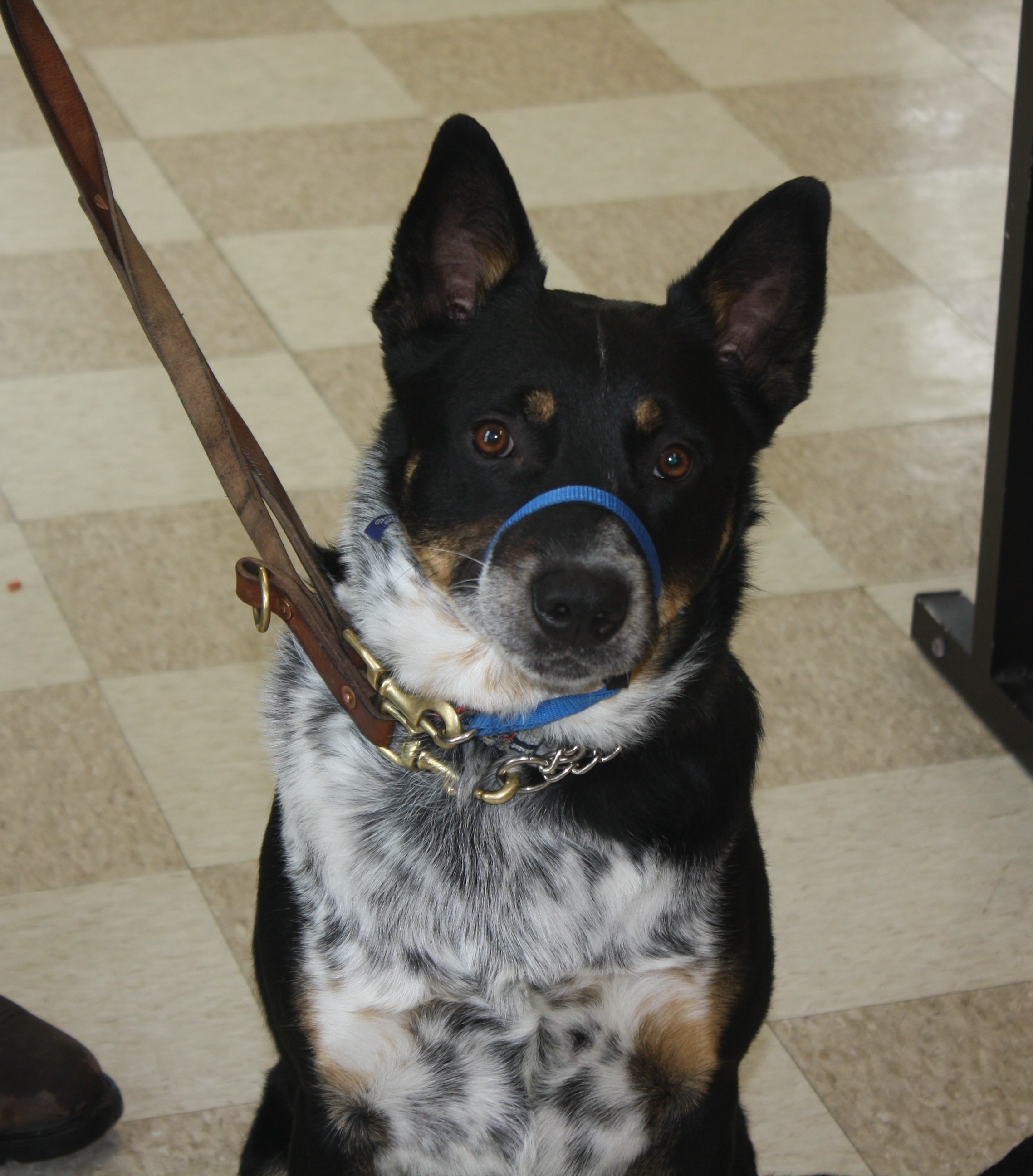 Dog for adoption - Yodi, an Australian Cattle Dog / Blue Heeler Mix in Rockwell City, IA | Petfinder