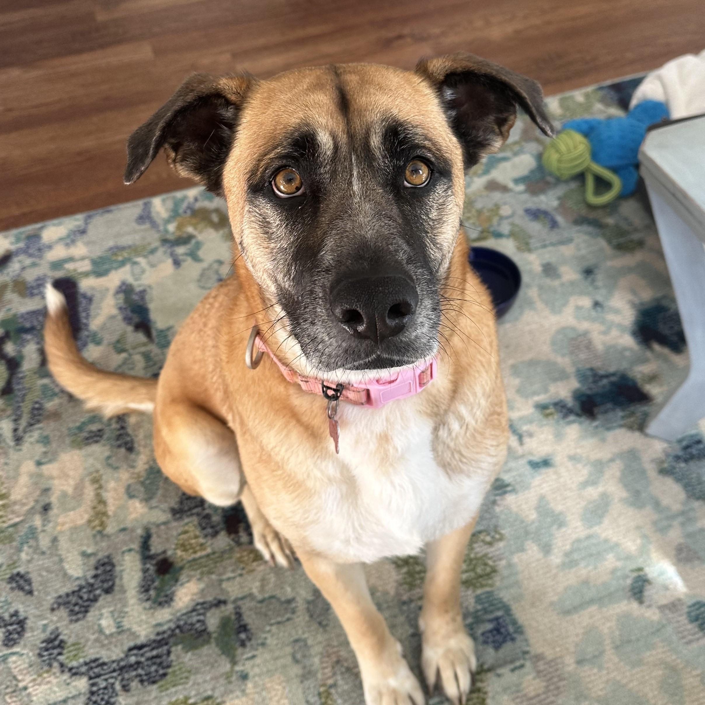 Dog for adoption - Lucille, a Shepherd Mix in Northwood, NH | Petfinder