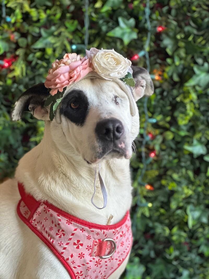 Dog for adoption - Vaquita, a Terrier & Labrador Retriever Mix in Richmond, CA | Petfinder