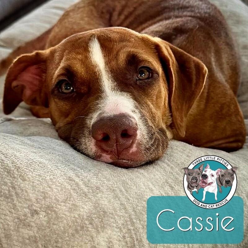 Dog for adoption - Cassie Tate, a Pit Bull Terrier & Labrador Retriever ...