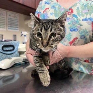 Cat for adoption - Dalia, a Domestic Short Hair in Springfield, MO ...