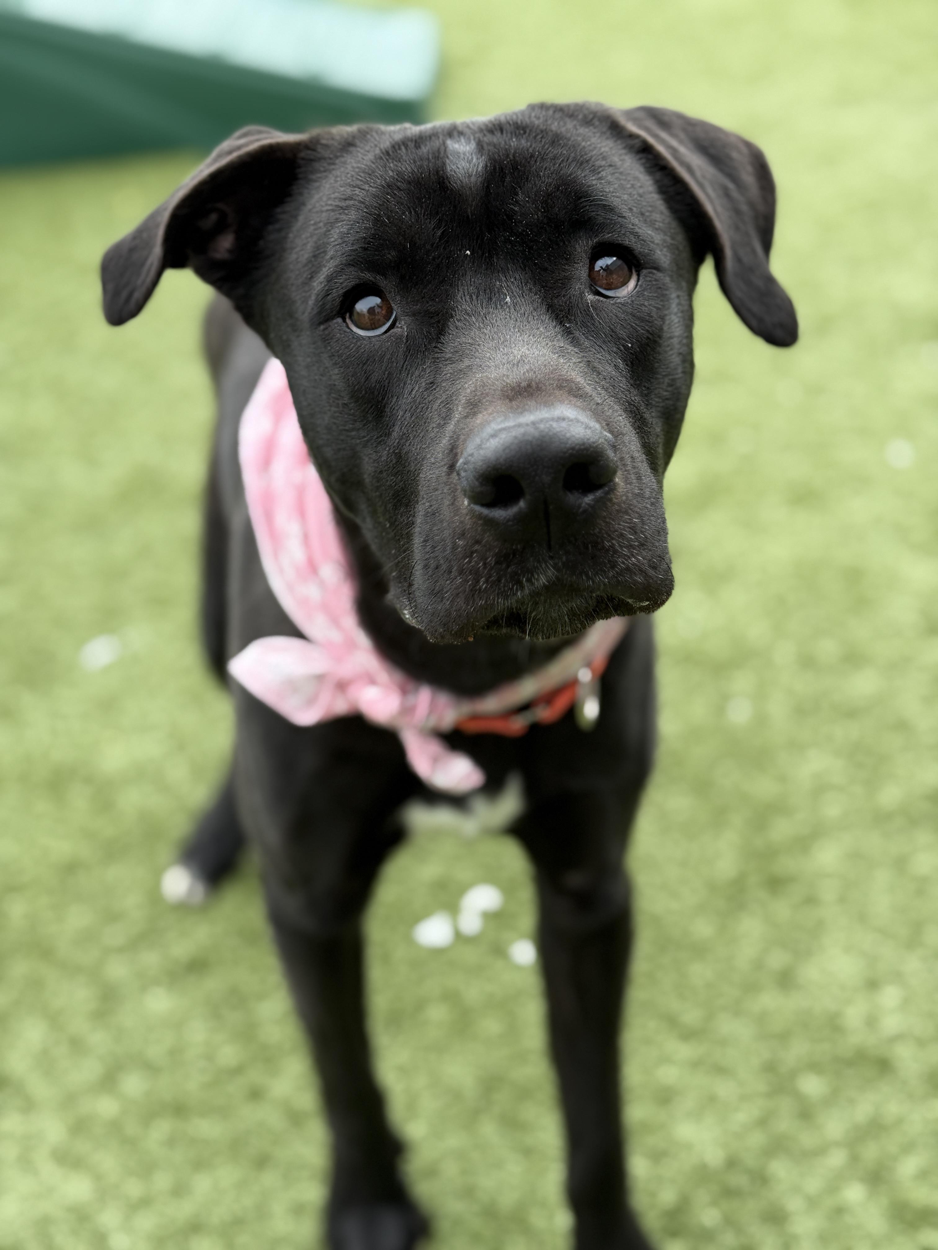 Dog for adoption - Black Bear, a Black Labrador Retriever Mix in ...
