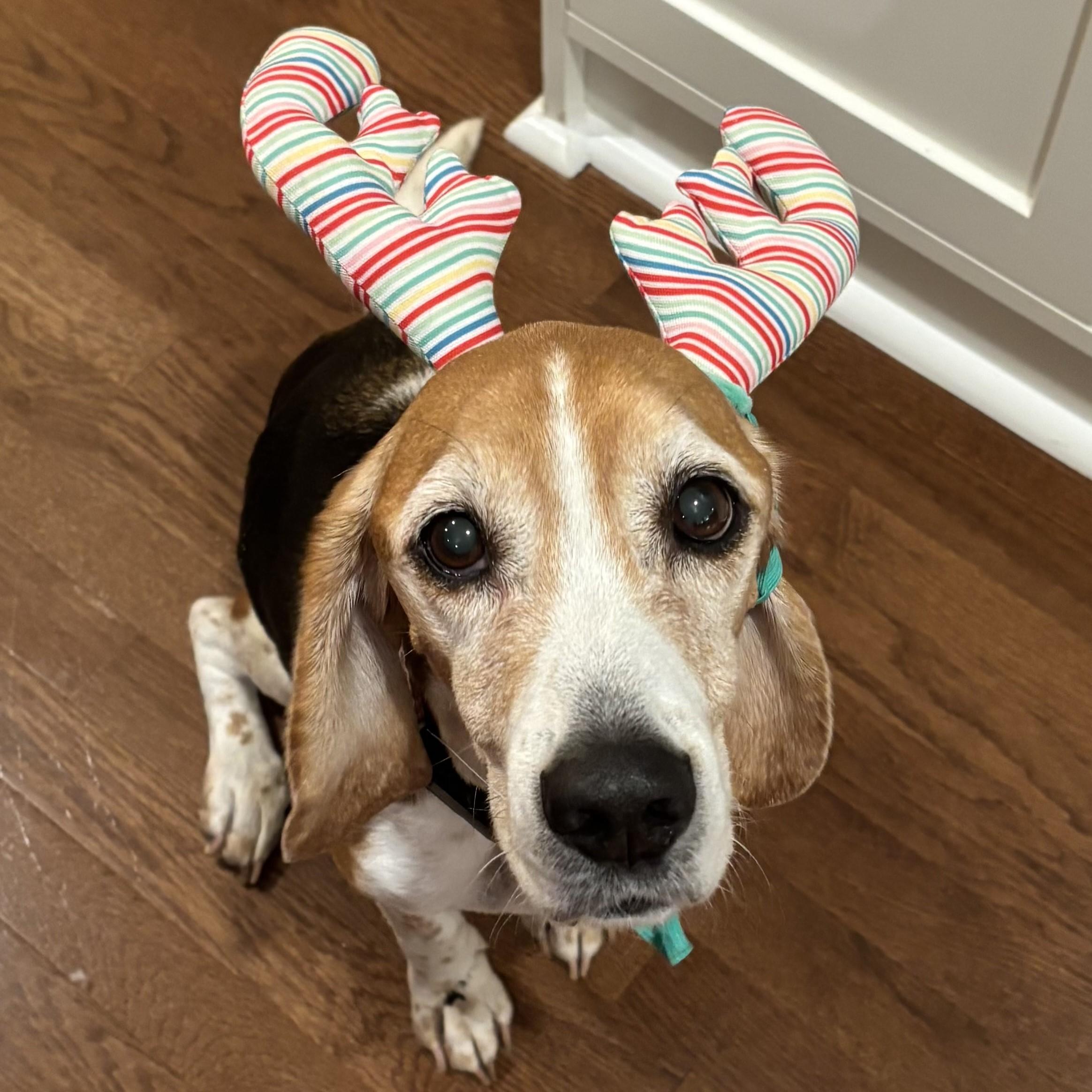 Dog for adoption - Bella, a Beagle Mix in New York, NY | Petfinder