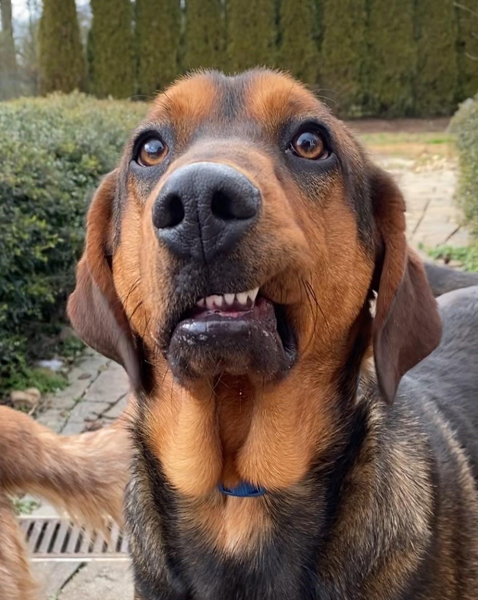 Dog for adoption - Loki Marvel - Coming to NE, a Hound Mix in Woburn ...