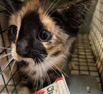 Cat for adoption - Norie, a Domestic Short Hair Mix in Old Bridge, NJ ...