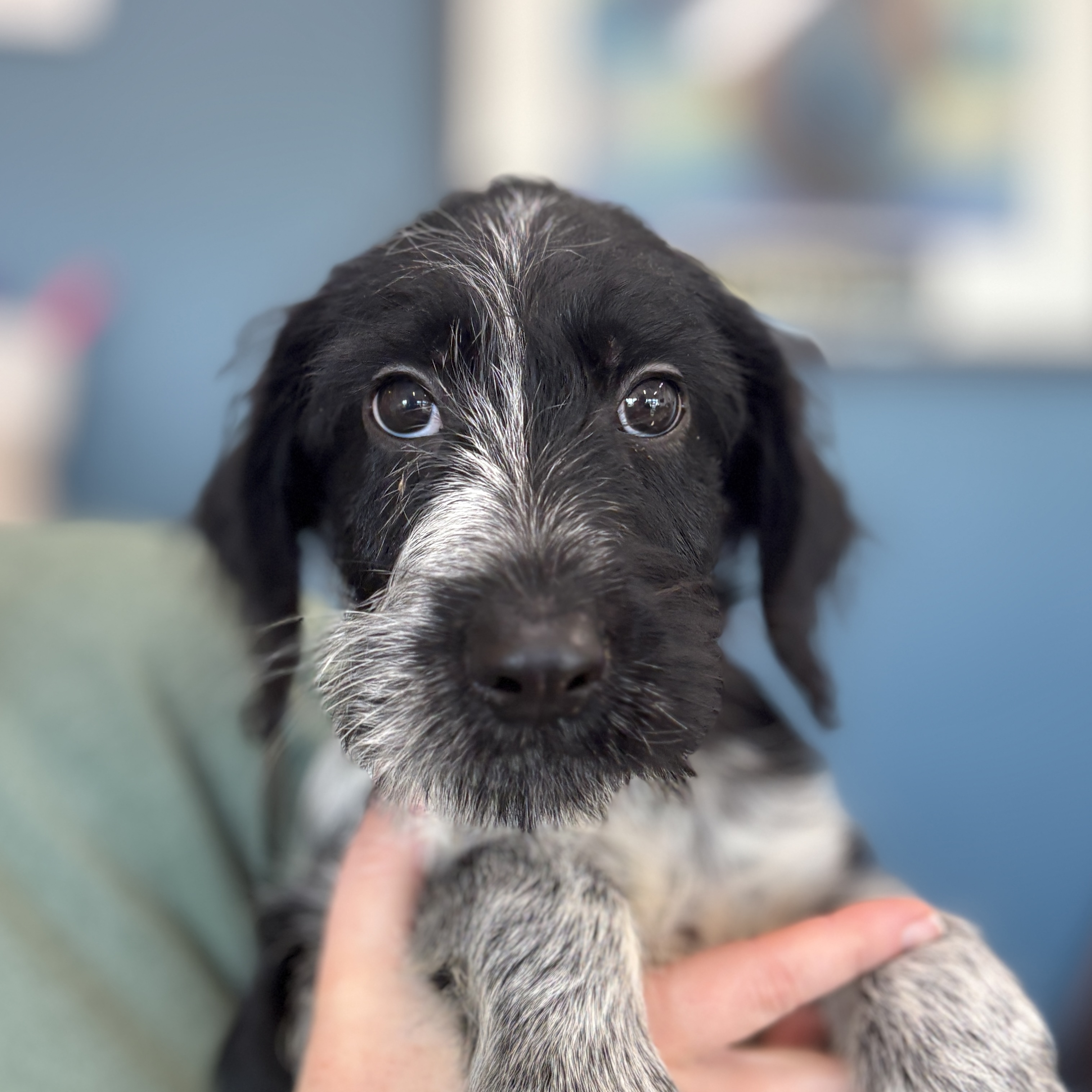 Dog for adoption - Casey, a Labrador Retriever & German Wirehaired ...