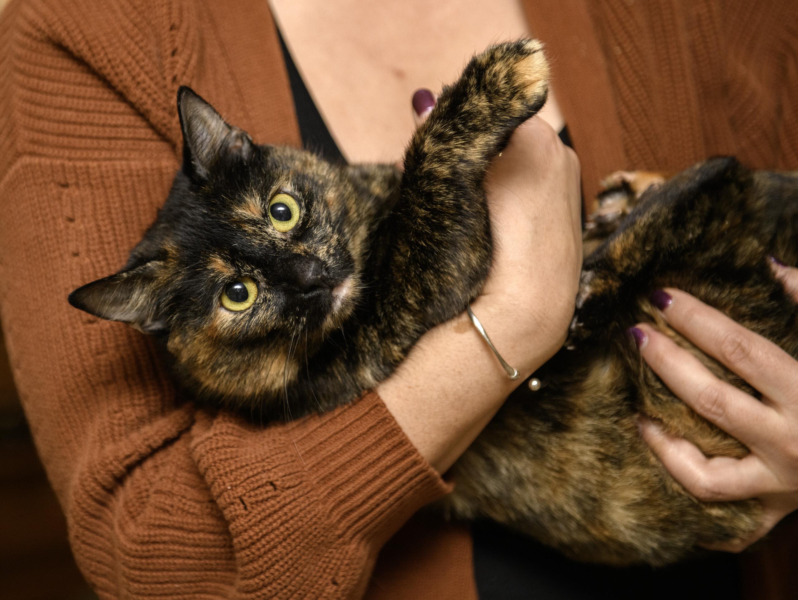 Docia - Adoptable Pet | Petfinder | Petfinder