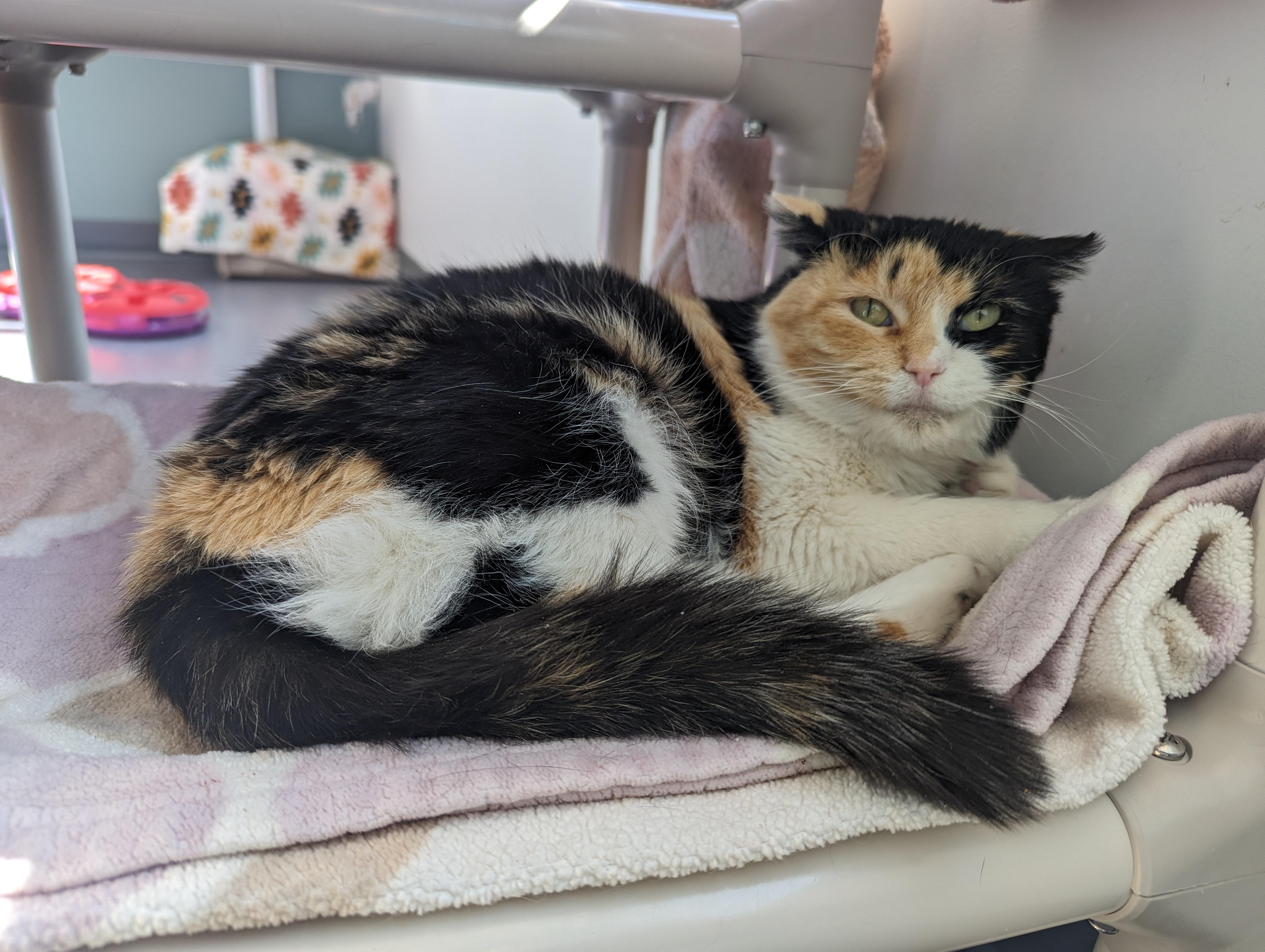 Cat for adoption - Black Eyed Susan, a Domestic Medium Hair & Calico ...