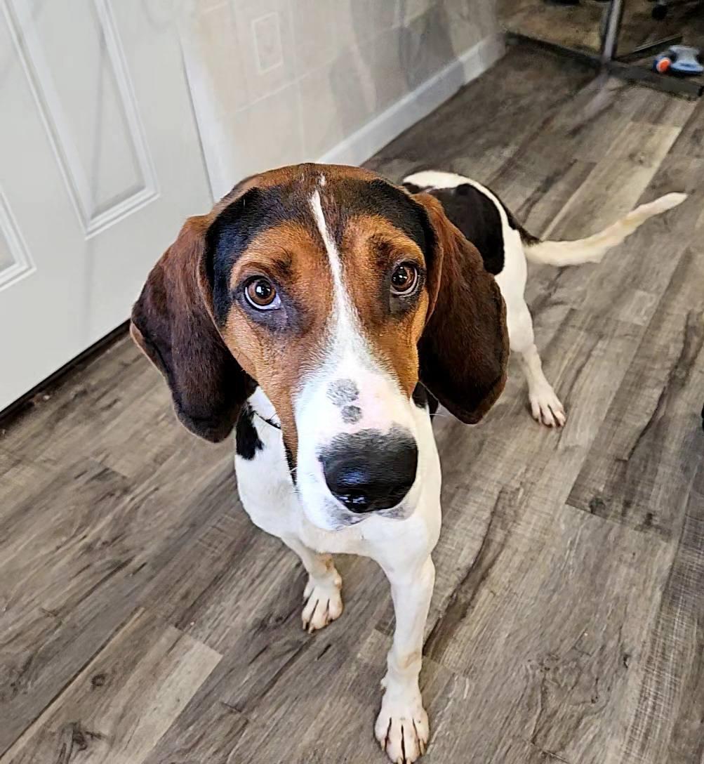 Dog for adoption - Wade, a Coonhound & Hound Mix in Hoopeston, IL ...