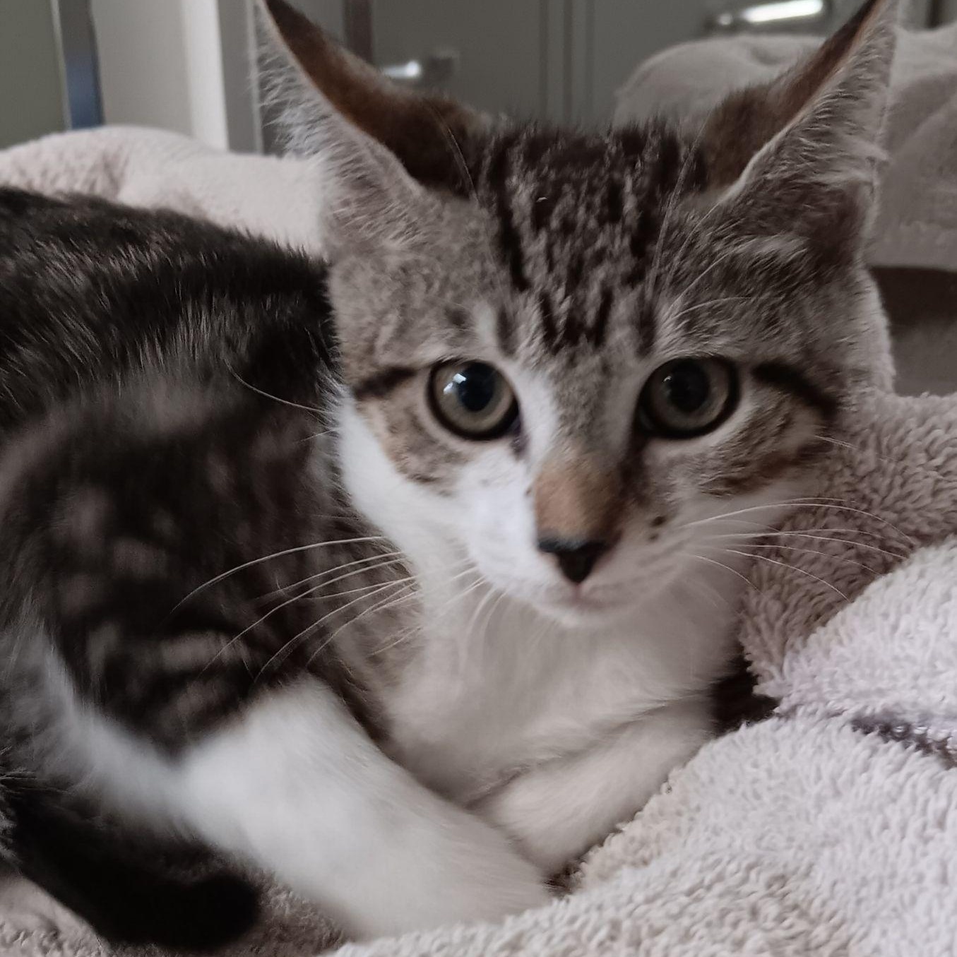 Cat for adoption - Olivia, a Domestic Short Hair in Margate, FL | Petfinder