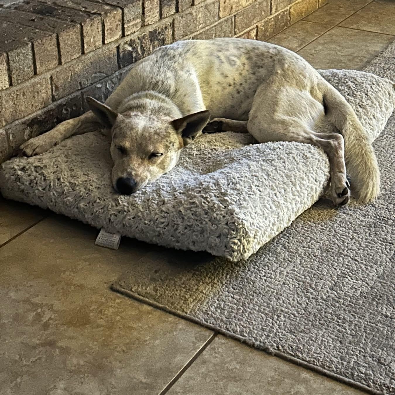 Freckles - Adoptable Pet | Petfinder | Petfinder