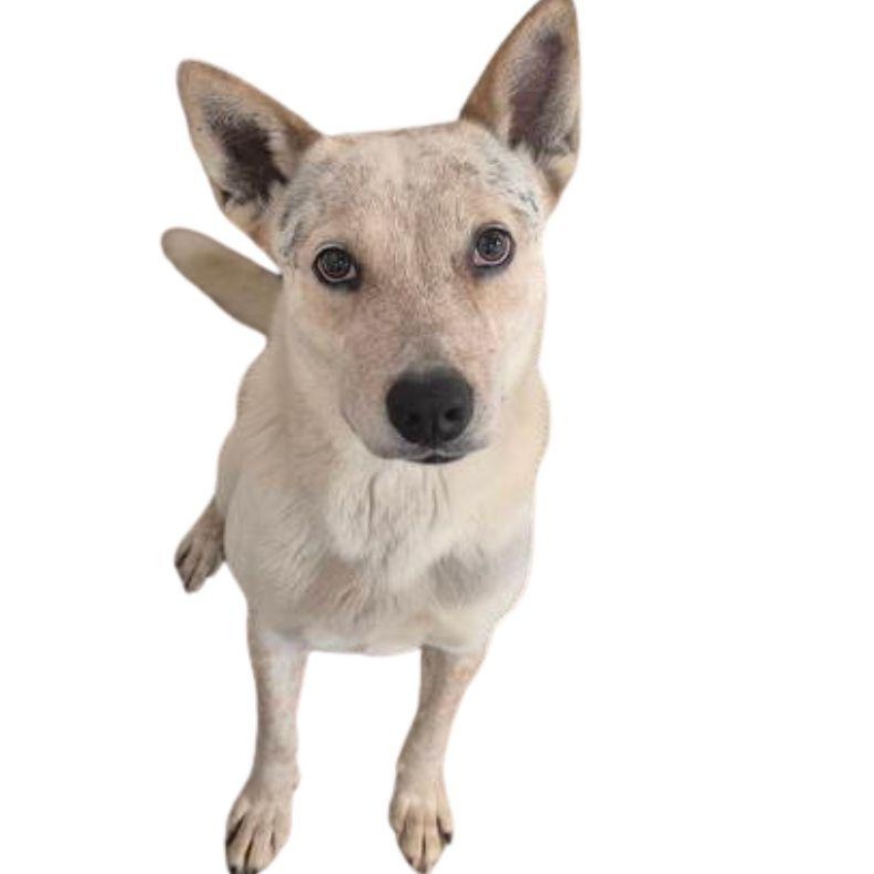 Freckles - Adoptable Pet | Petfinder | Petfinder