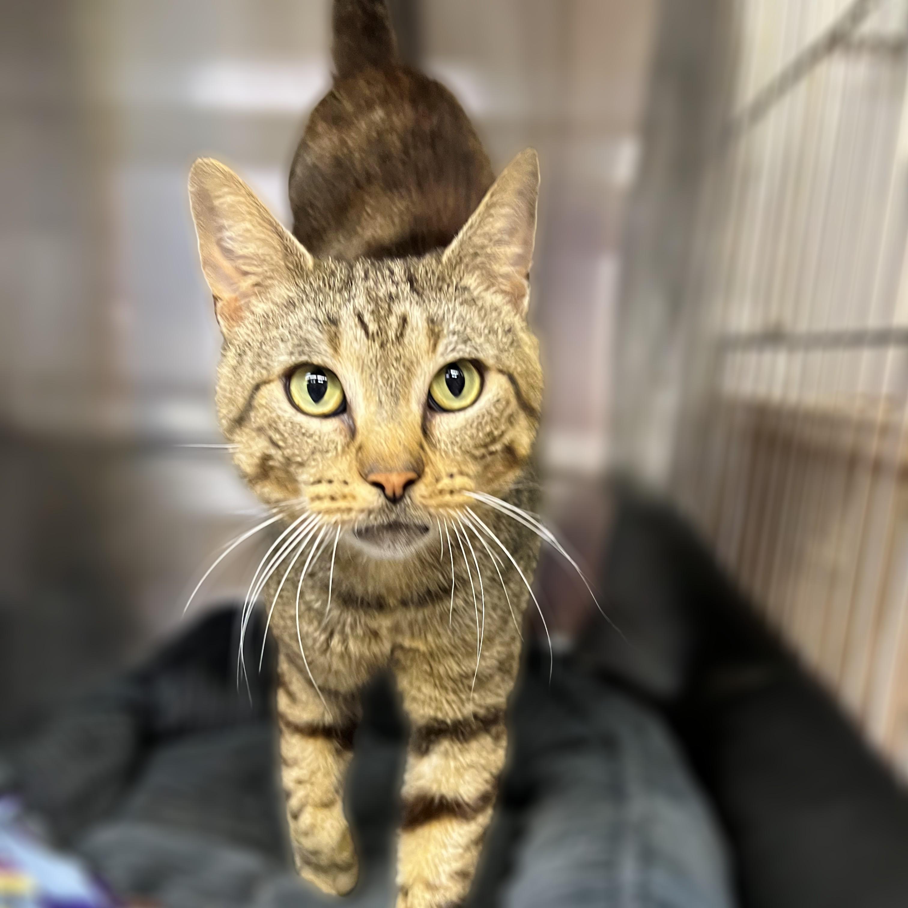 Cat for adoption - Sharp, a Domestic Short Hair in Springfield, IL ...