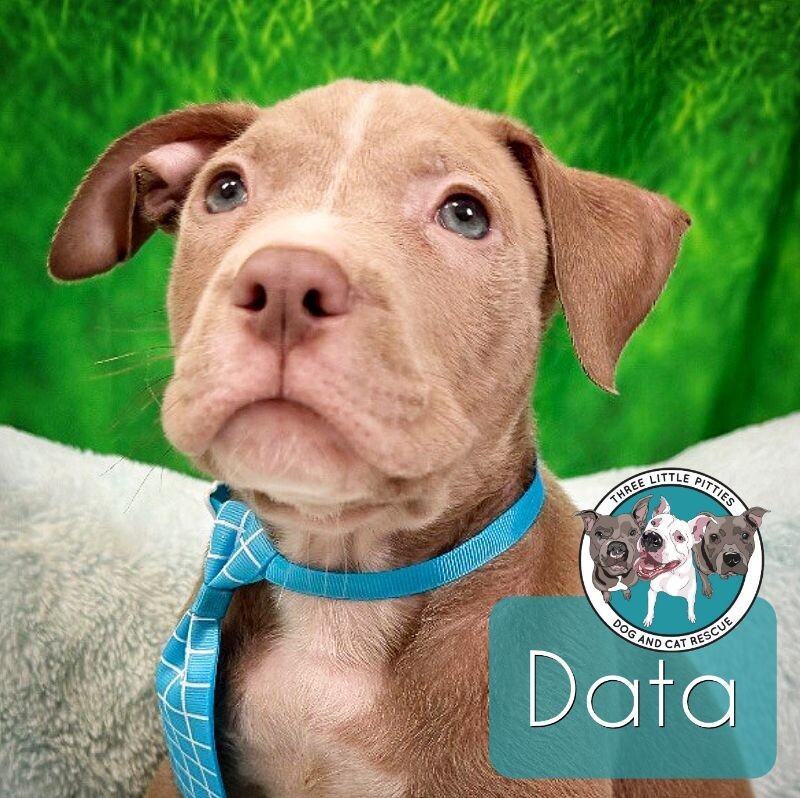 Dog for adoption - Data Goonies, a Pit Bull Terrier & American ...