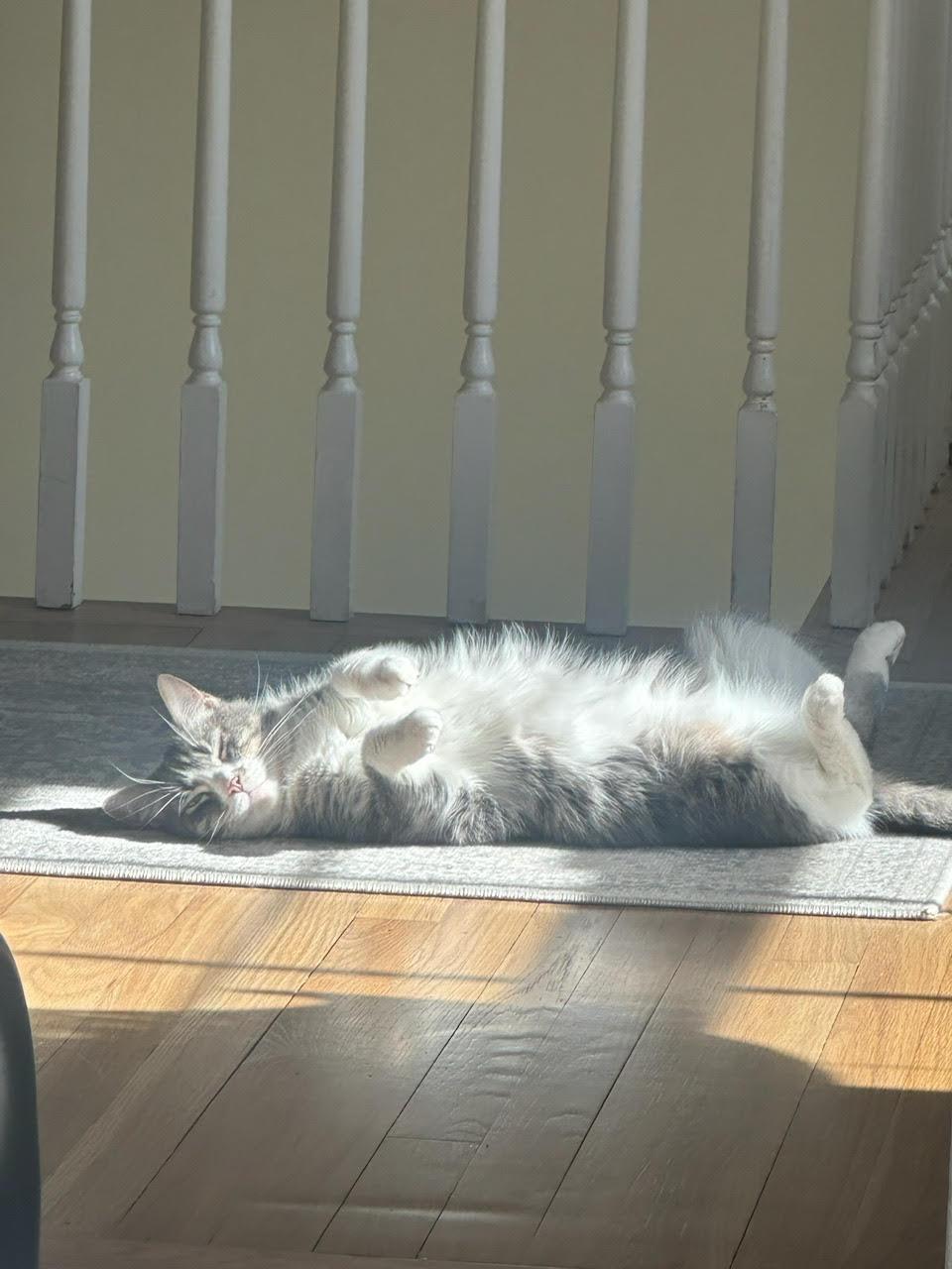 Cat for adoption - Mila – Sweet Striped Sweetheart!, a Domestic Long ...