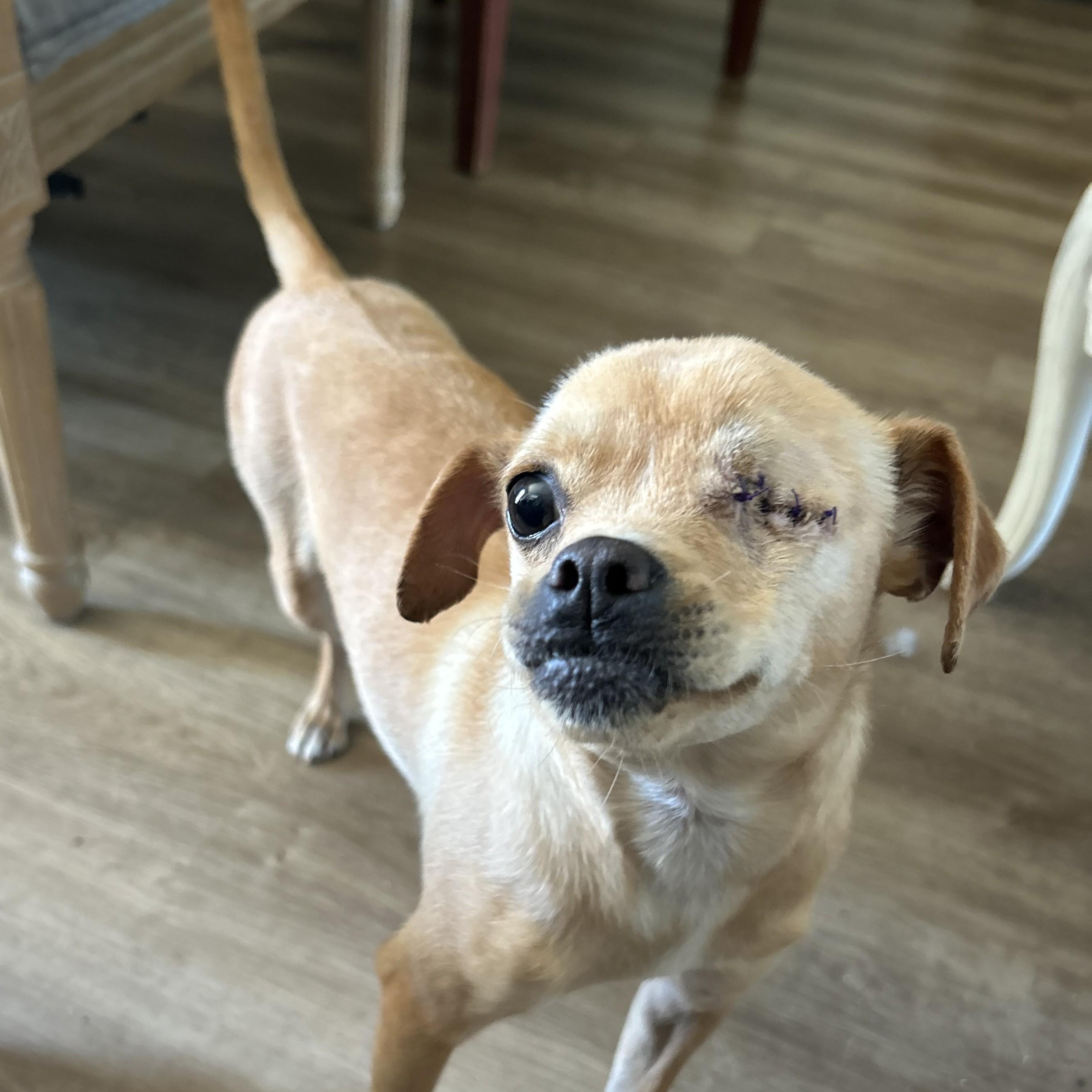 Dog for adoption - Vicky, a Chihuahua Mix in Columbia, SC | Petfinder