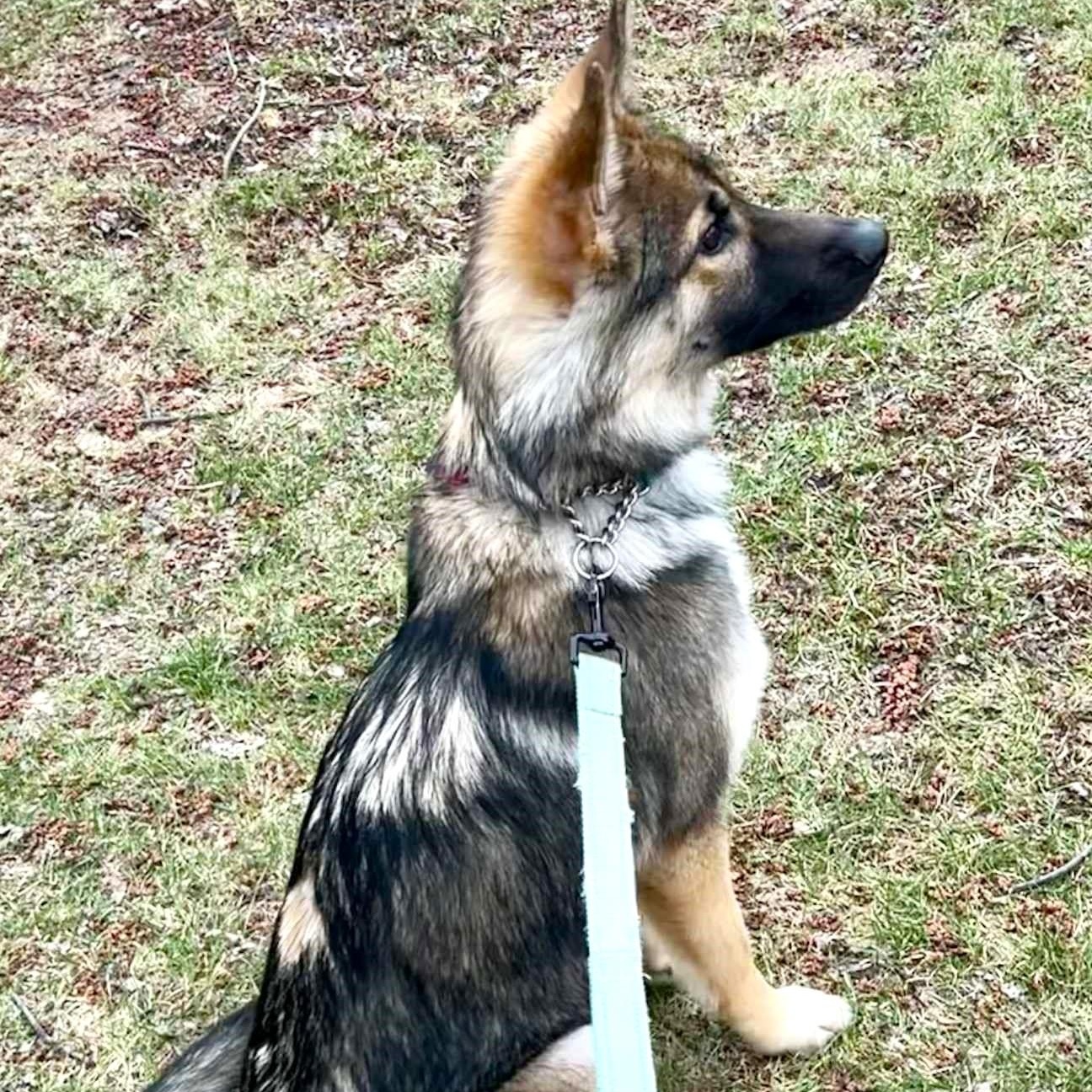 Dog for adoption - MEEKA, a German Shepherd Dog & Husky Mix in Burton ...