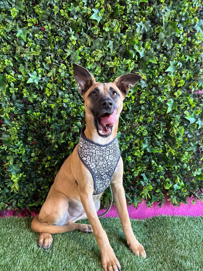 Dog for adoption - Mila, a German Shepherd Dog Mix in Sparks, NV ...