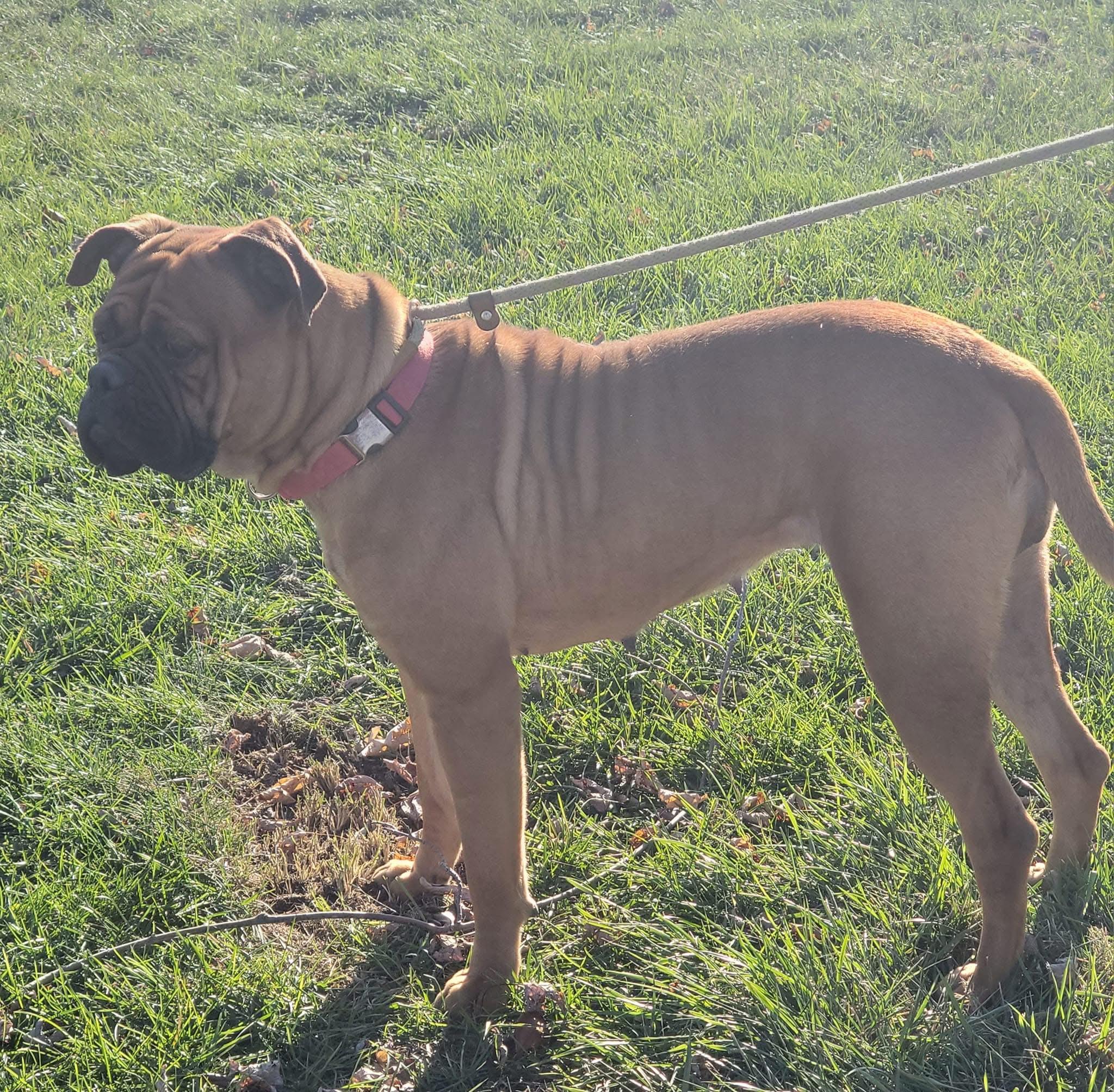 Dog for adoption - Sammi, an American Bulldog & Boxer Mix in ...