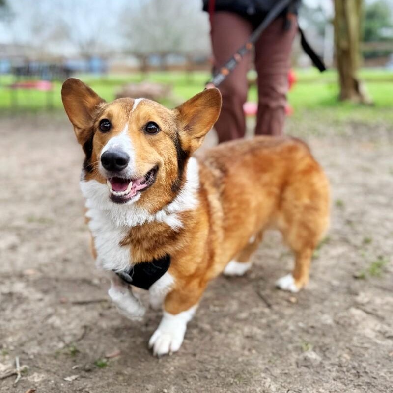 Dog for adoption - Lou Lassie The Happy Corgi, a Corgi Mix in Provo, UT ...