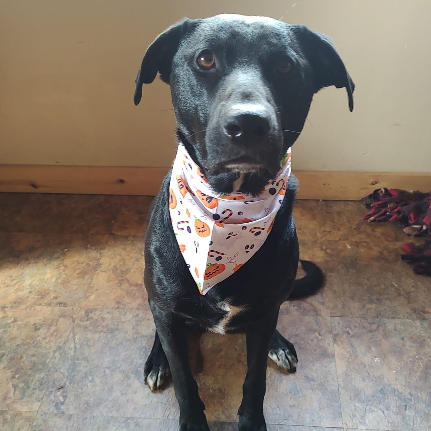 Dog for adoption - Mister, a Black Labrador Retriever Mix in White Bear ...