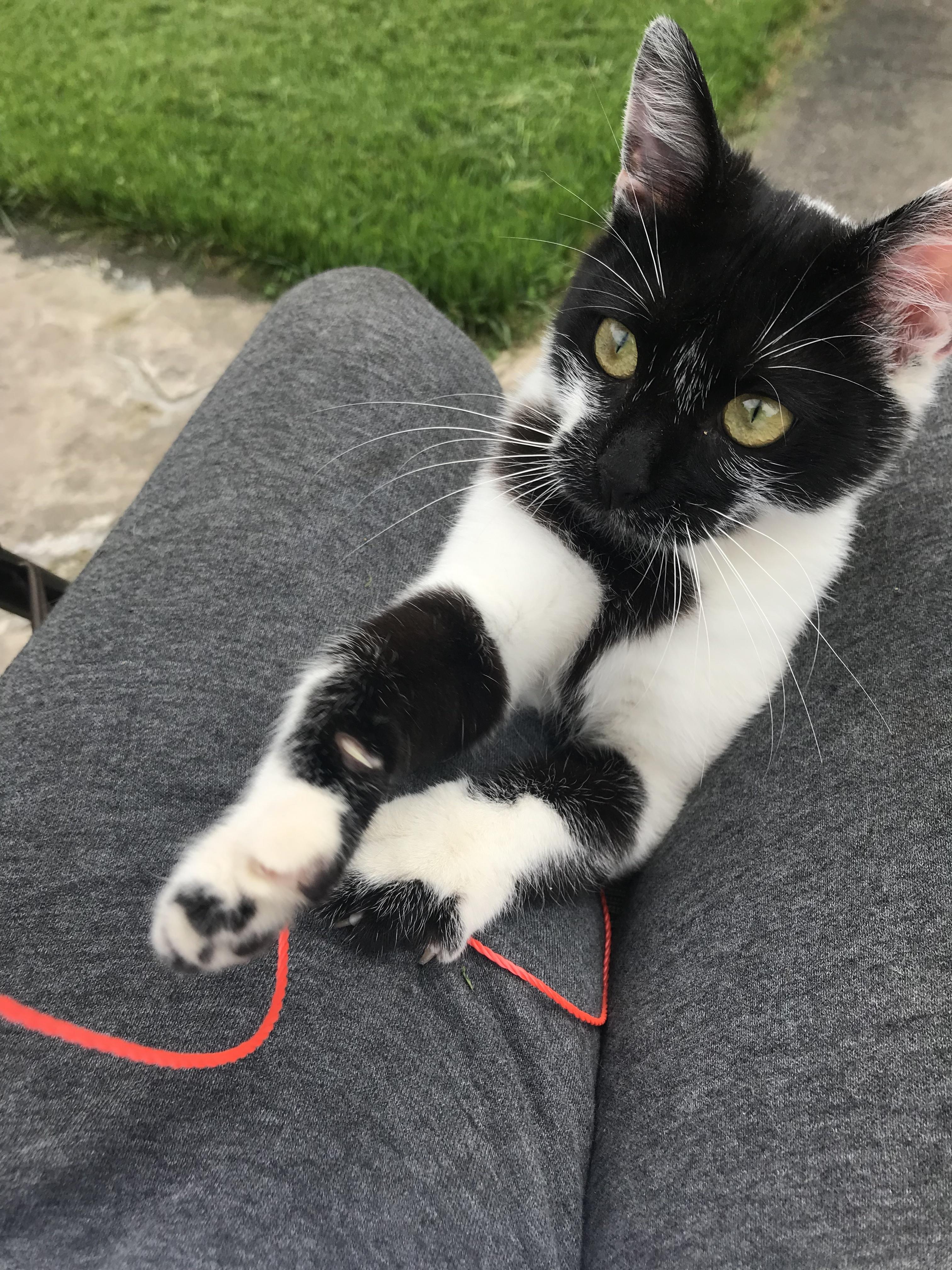 Cat for adoption - Zena (Courtesy Post), a Domestic Short Hair in ...