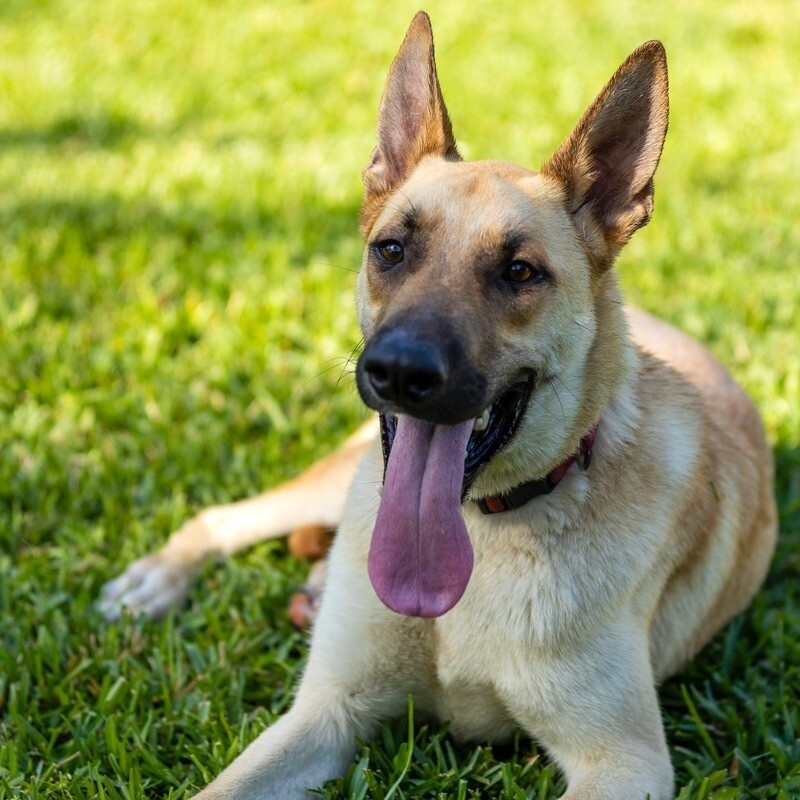 Dog for adoption - Calhoun English, a German Shepherd Dog Mix in Twin ...