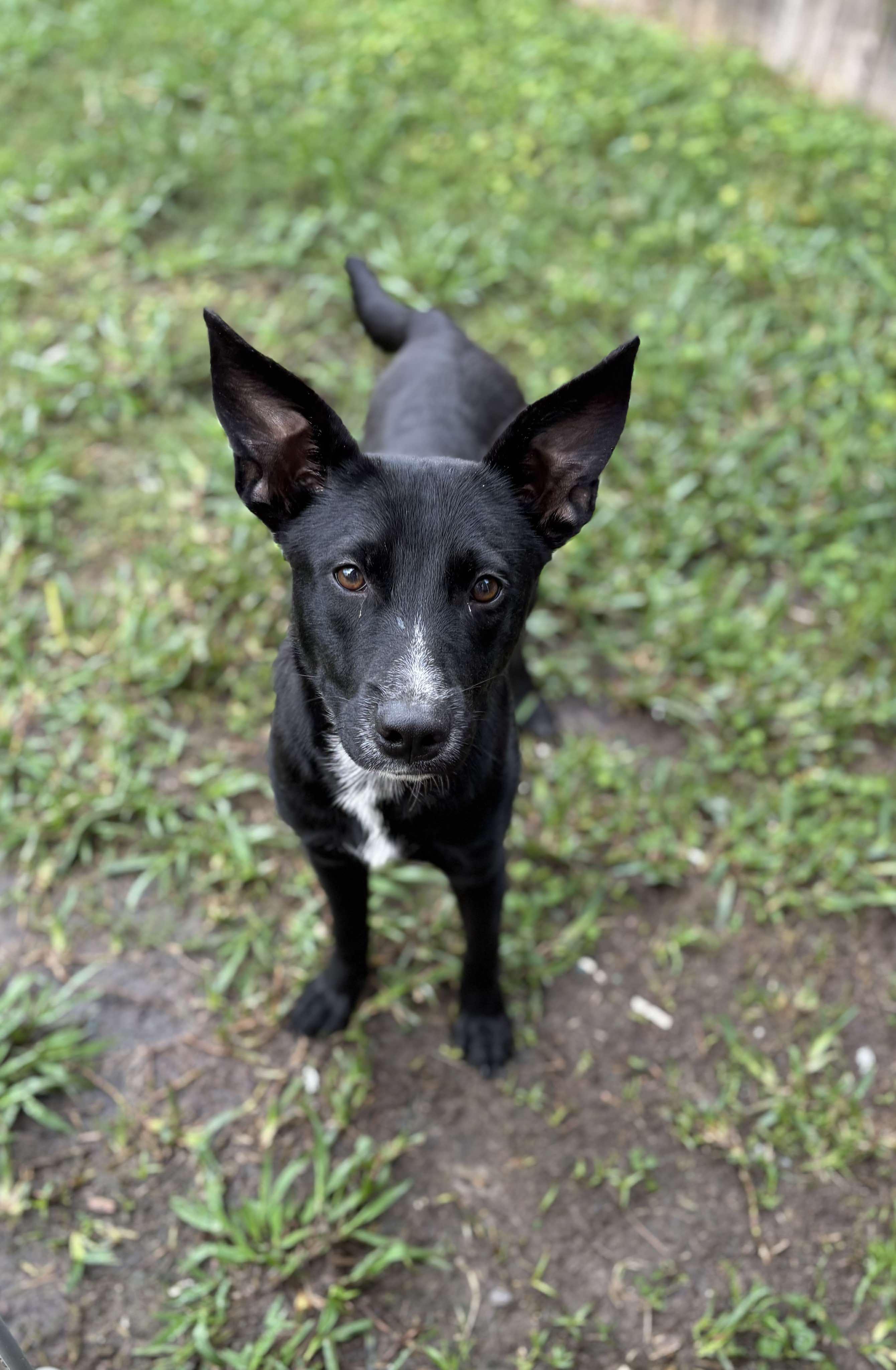 Dog for adoption - John Snow, a Cattle Dog & Mountain Cur Mix in ...