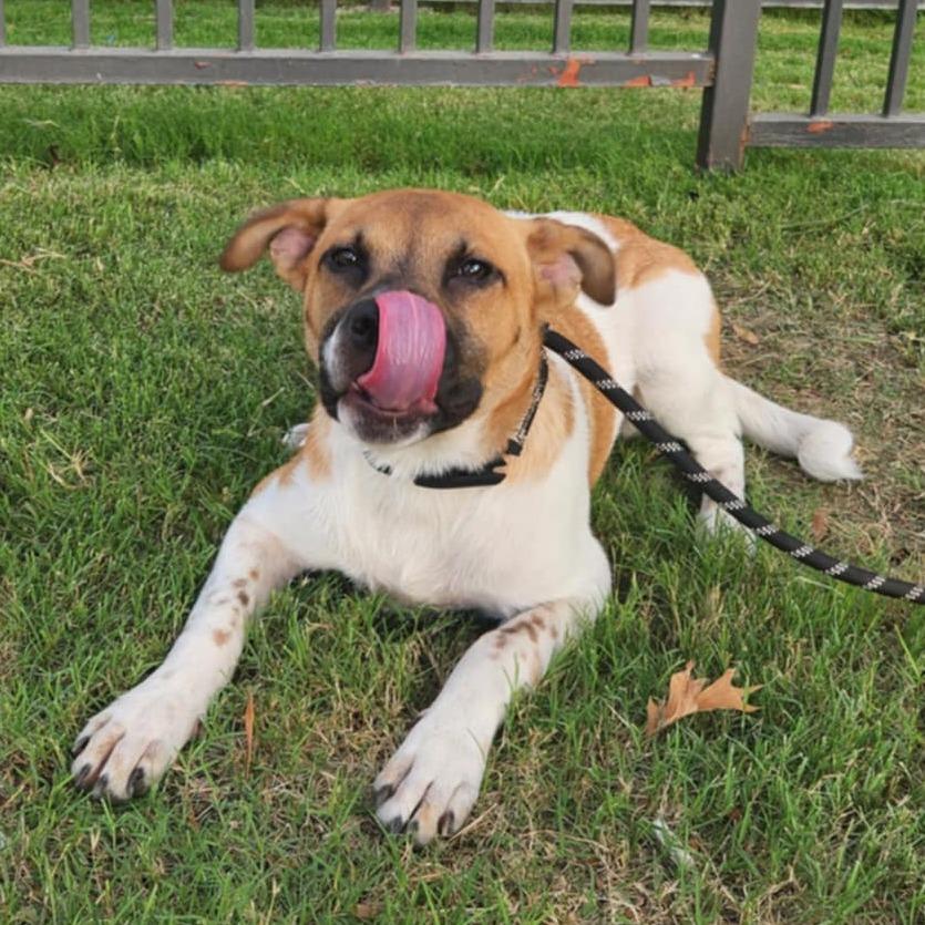 Dog for adoption - Tallulah JE, a Cattle Dog Mix in Springfield, MO ...