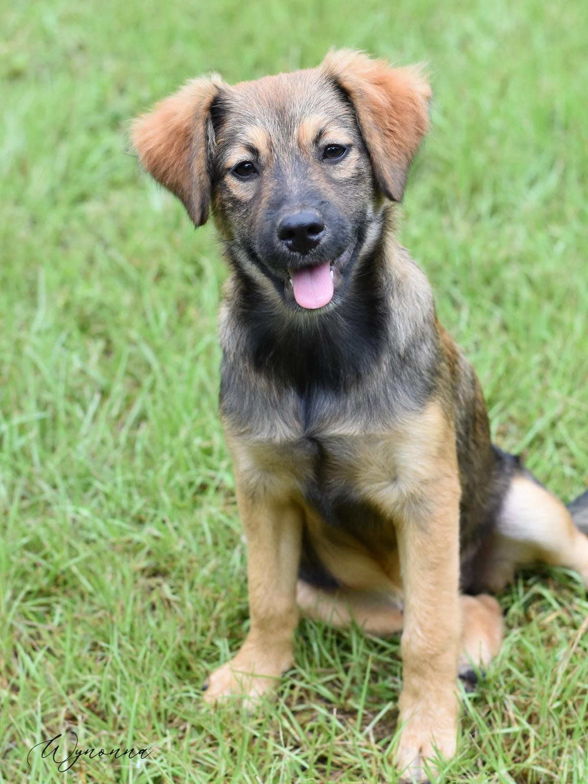 Dog for adoption - Wynonna (Amie's Puppies), a Shepherd & Terrier Mix ...