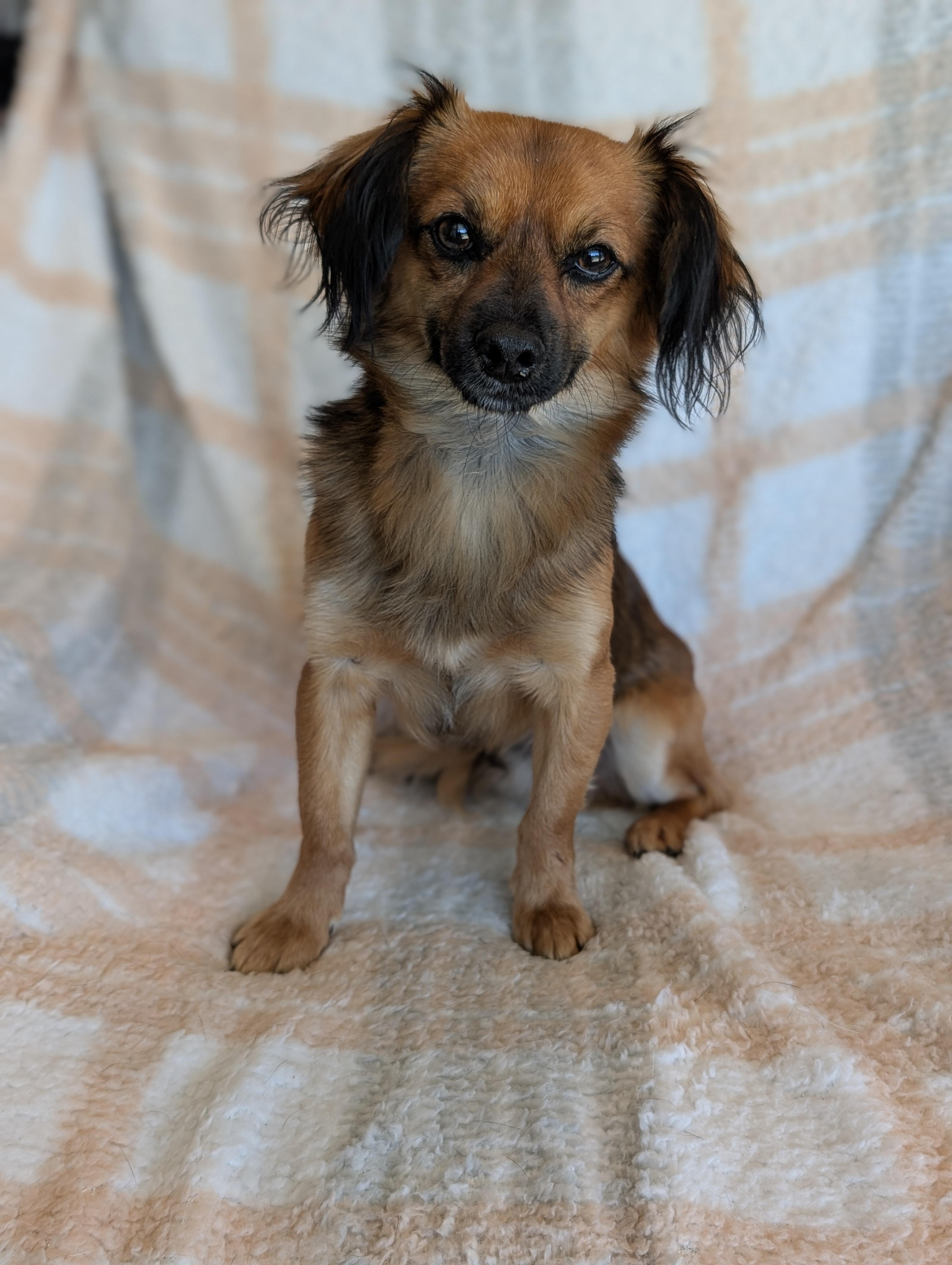 Dog for adoption - Expresso, a Dachshund (Long Haired) & Chihuahua Mix ...