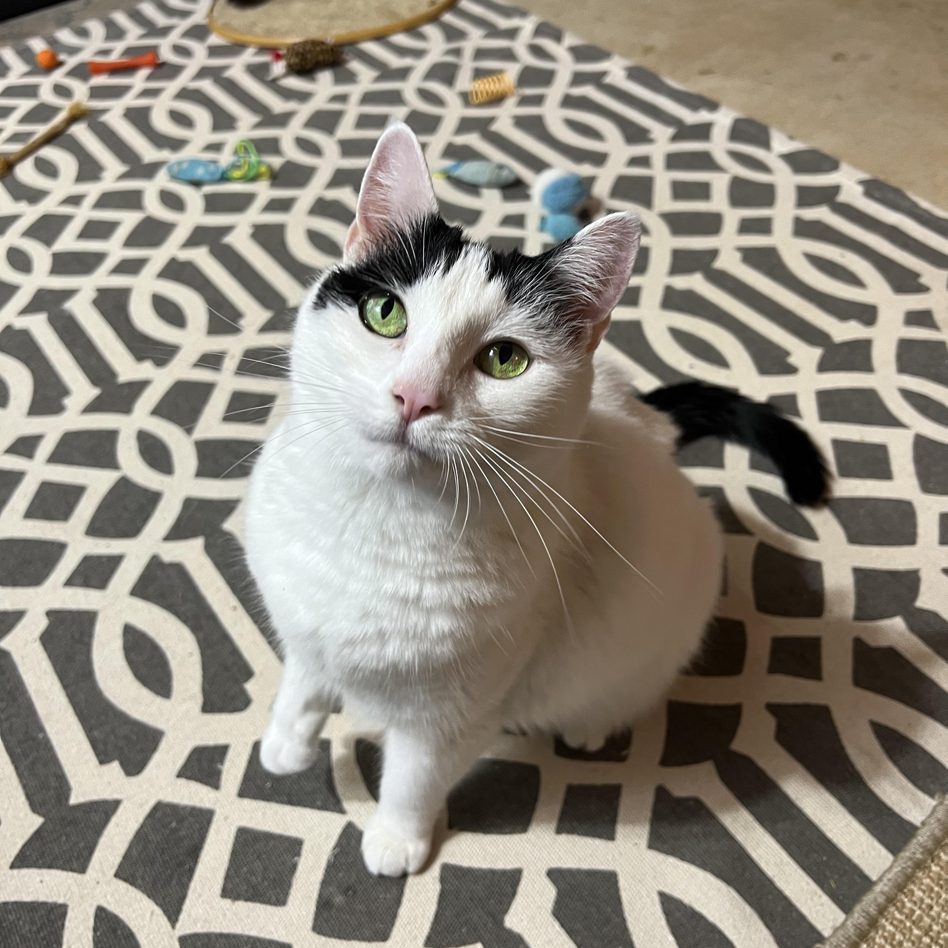 Cat for adoption - Luna Moo, an American Shorthair in Hickory, NC | Petfinder