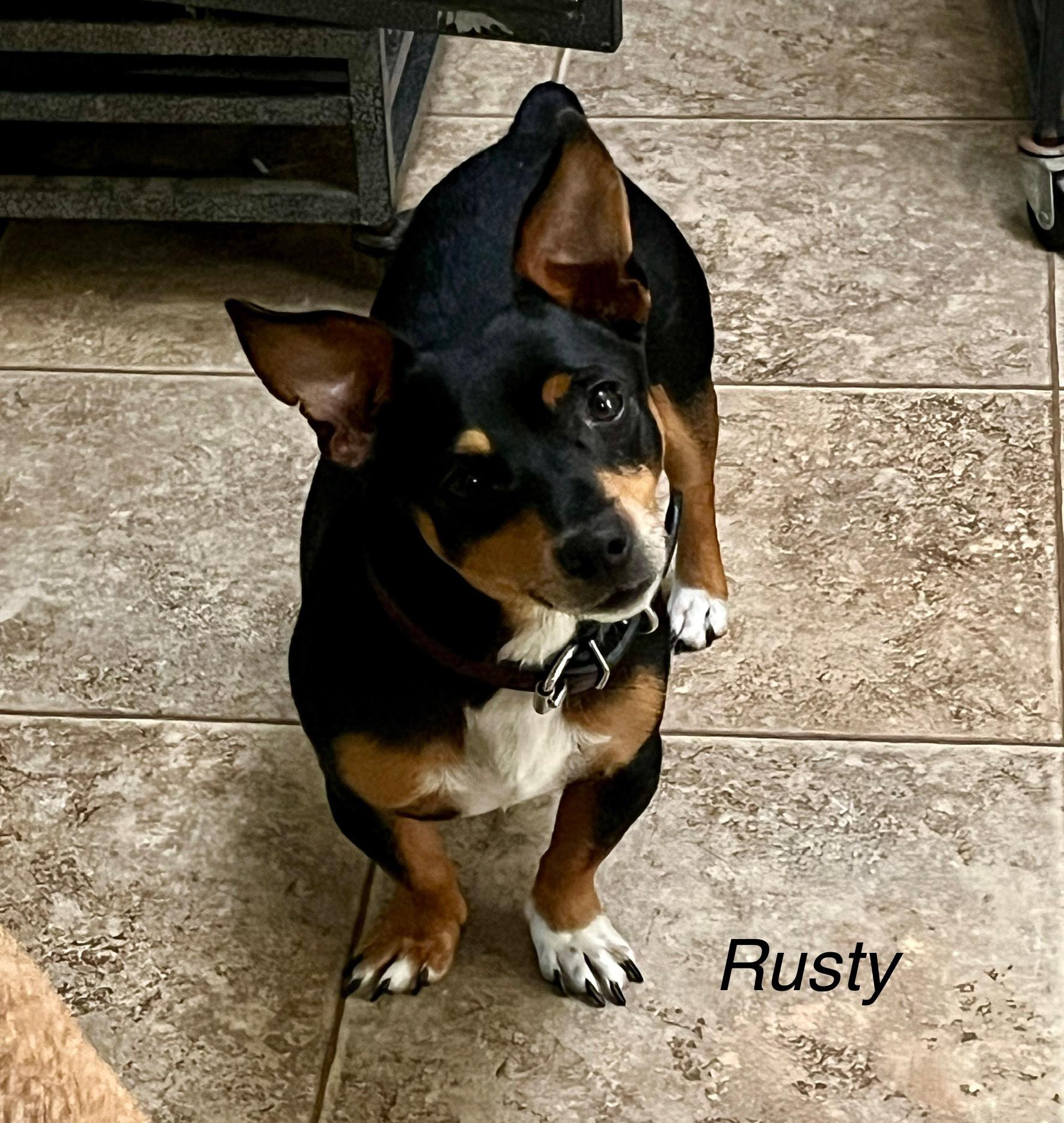 Dog for adoption - Rusty, a Chihuahua & Rat Terrier Mix in Medfield, MA | Petfinder