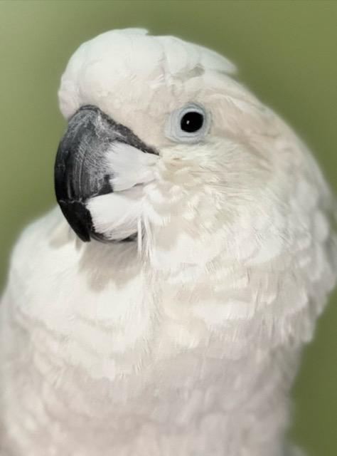 Parrot for adoption - BARNEY The Umbrella Cockatoo -- Located Near ...