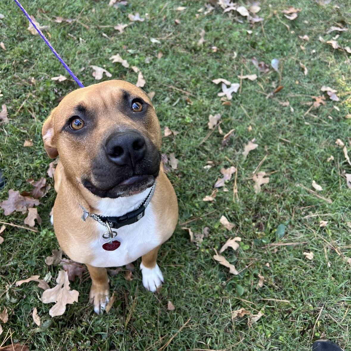 Dog for adoption - Sam, a Black Mouth Cur & Coonhound Mix in Madison ...
