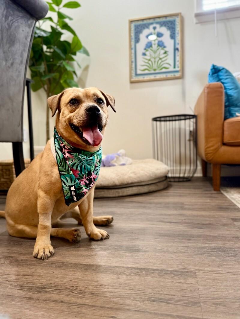 Dog for adoption - Frankie the Mini Labrador, a Labrador Retriever ...