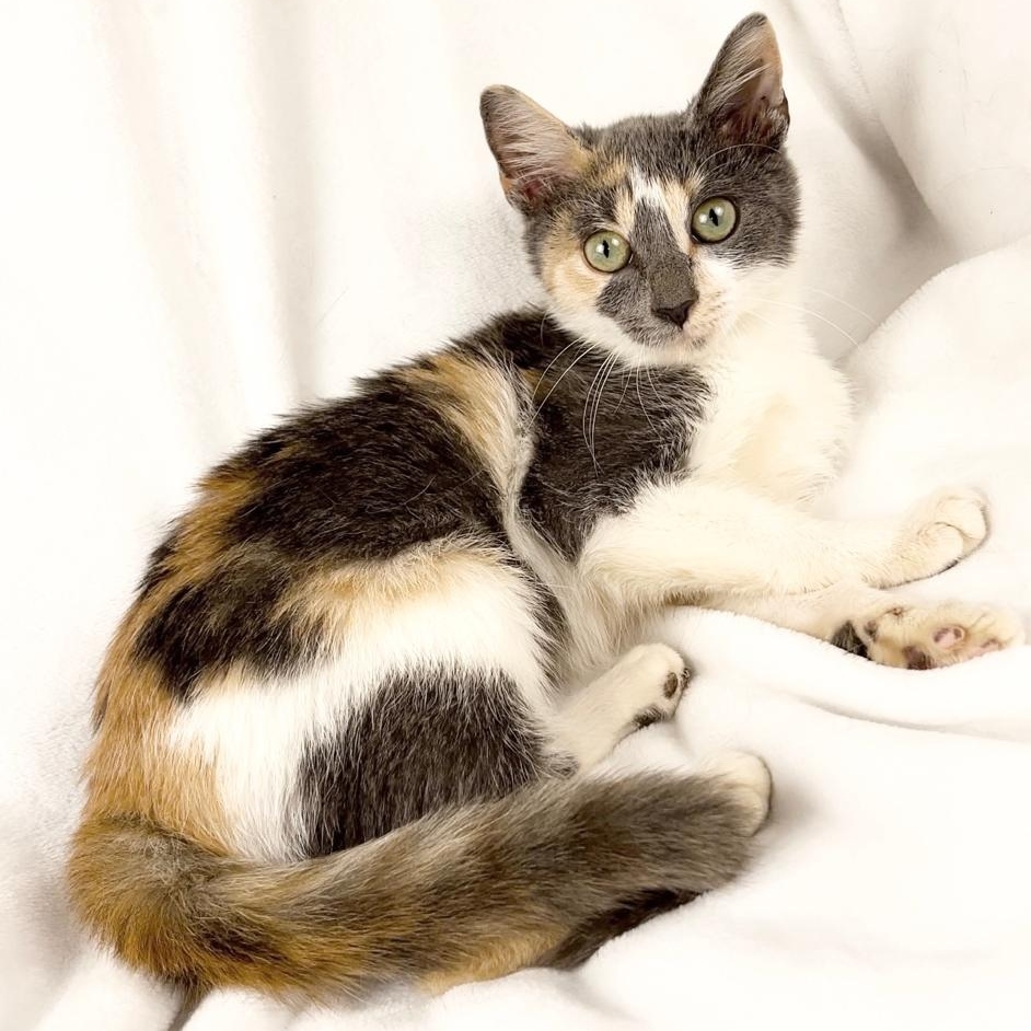Cat for adoption - Bella, a Domestic Short Hair & Dilute Calico Mix in ...