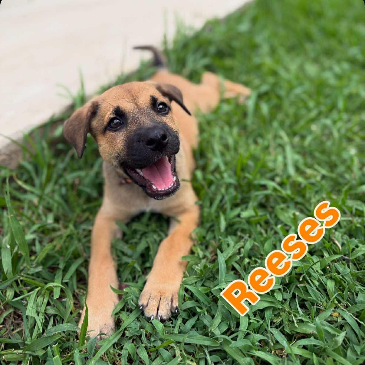 Dog for adoption - Reeses, a German Shepherd Dog in San Marcos , TX ...