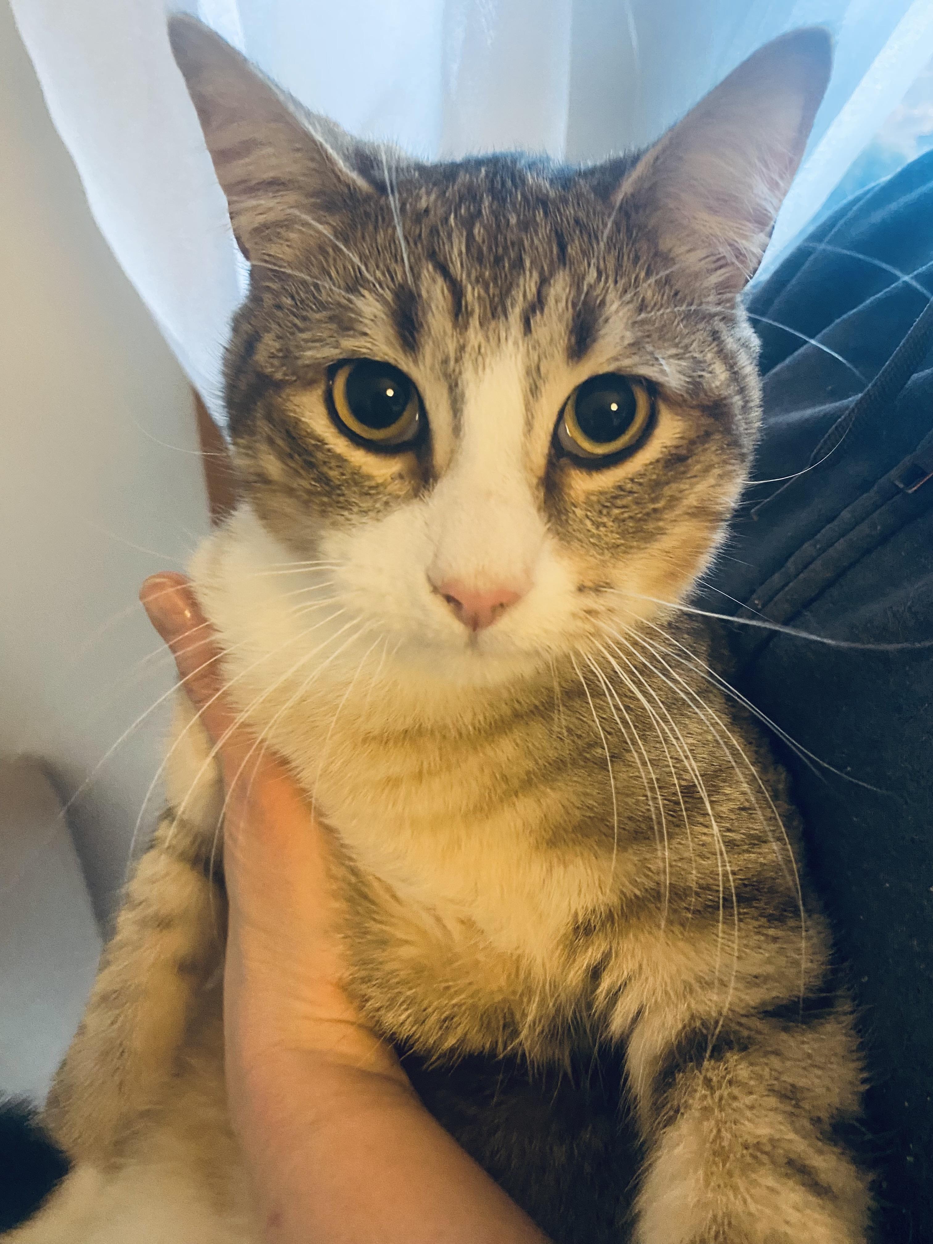 Cat for adoption - Odin ( playful kitten), an American Shorthair in ...