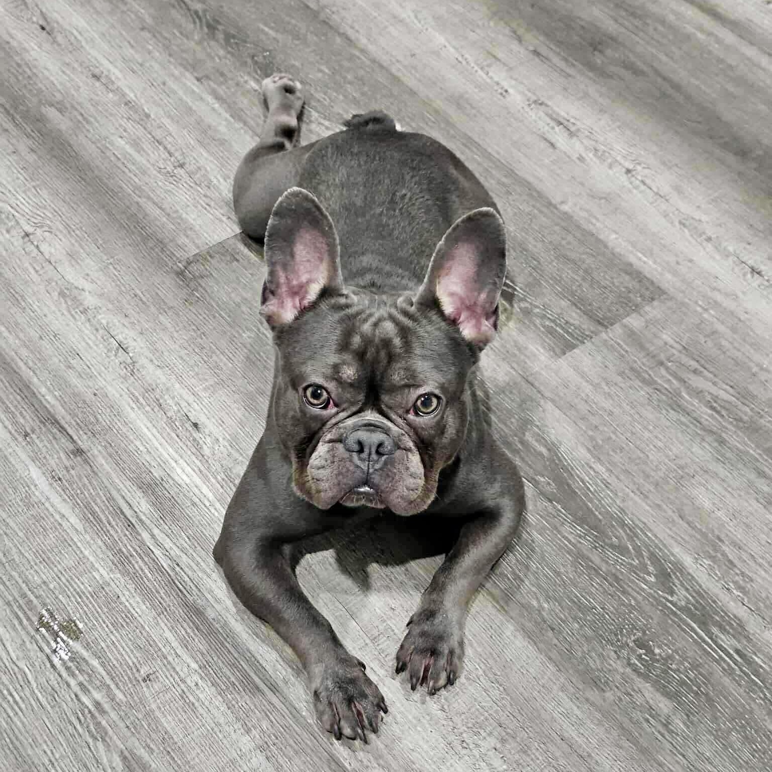 Dog for adoption - Gideon, a French Bulldog in Albany, NY | Petfinder