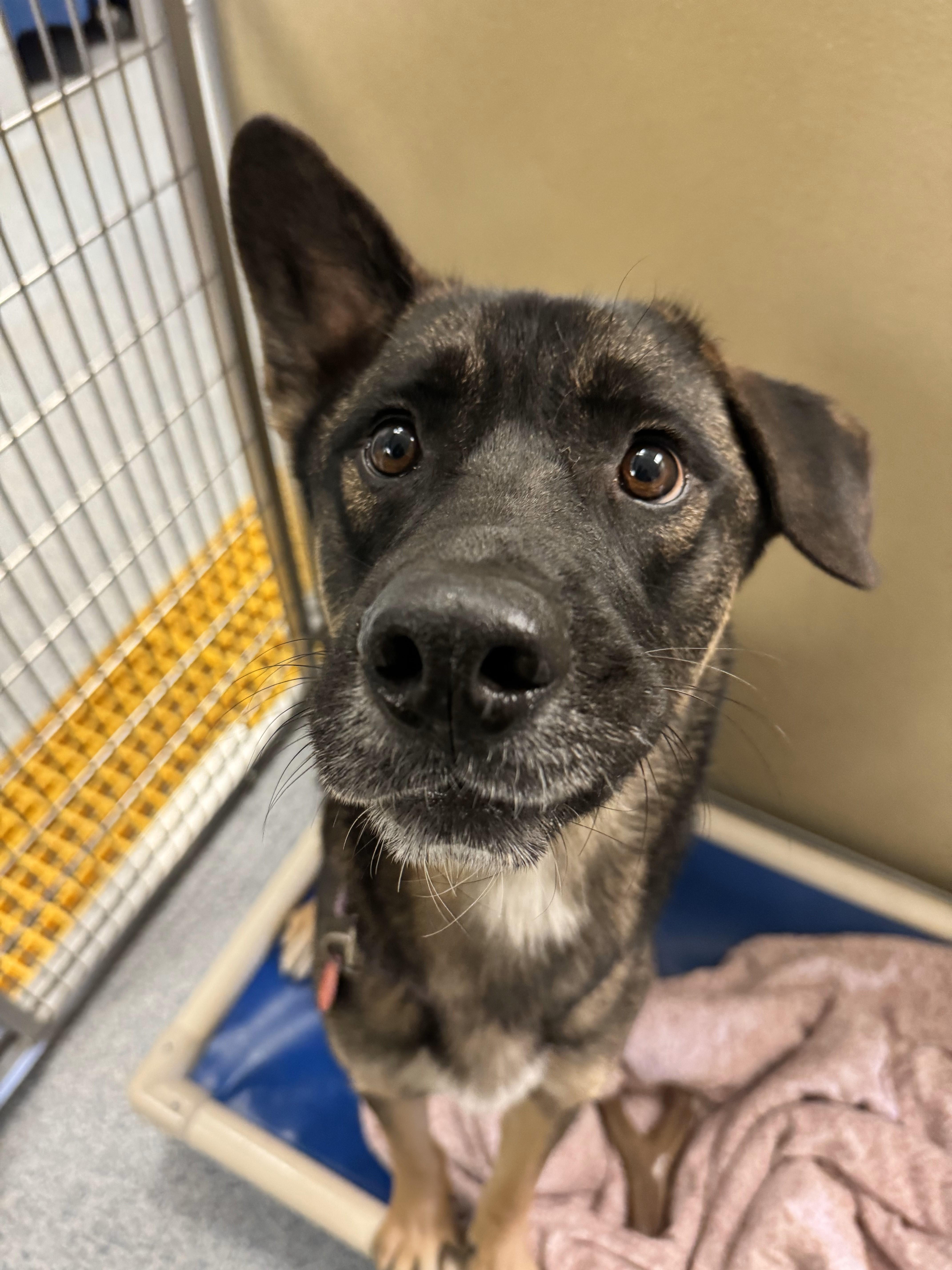 Dog for adoption - Roman, a German Shepherd Dog Mix in Ocean City, NJ ...