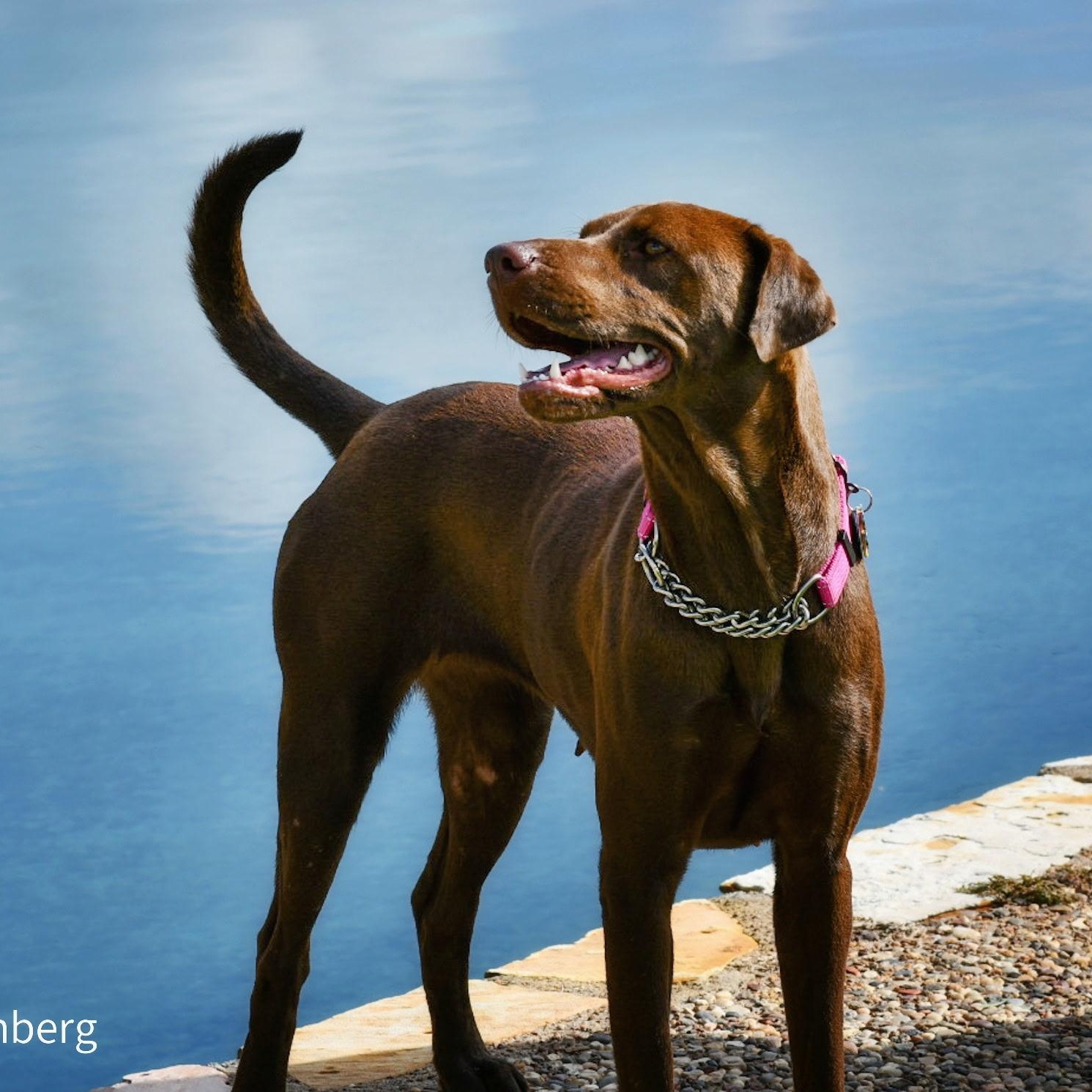 Dog for adoption - CATALINA (Stunning, amazing, loving 37-pound, smart ...