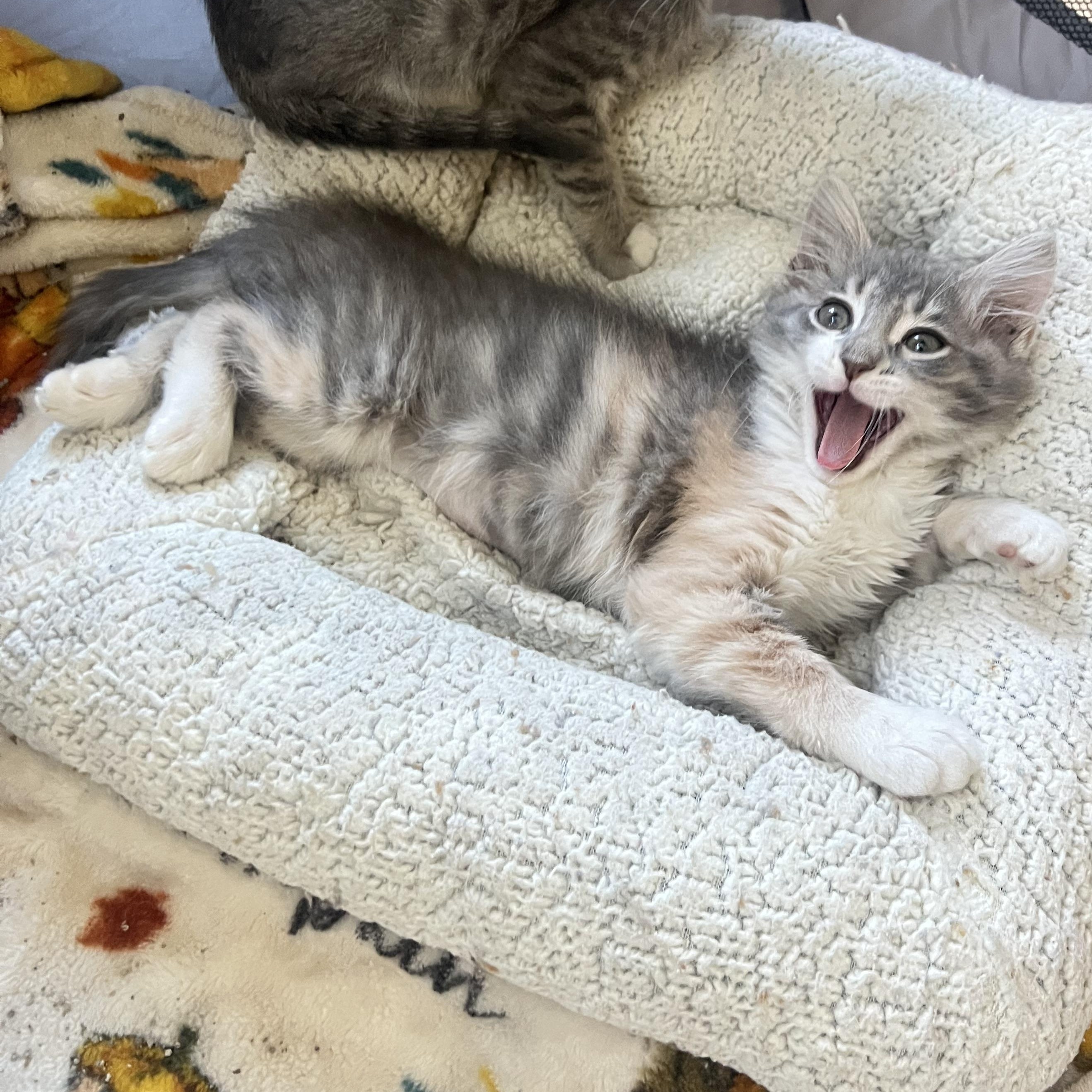 Cat for adoption - Pretty girl, a Domestic Medium Hair in Glendora, CA ...