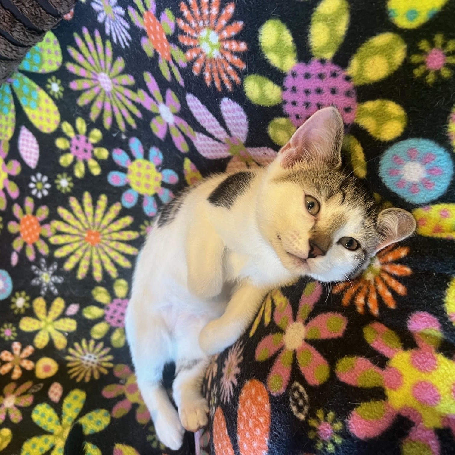 Cat for adoption - Monica, a Domestic Short Hair in Louisville, KY | Petfinder