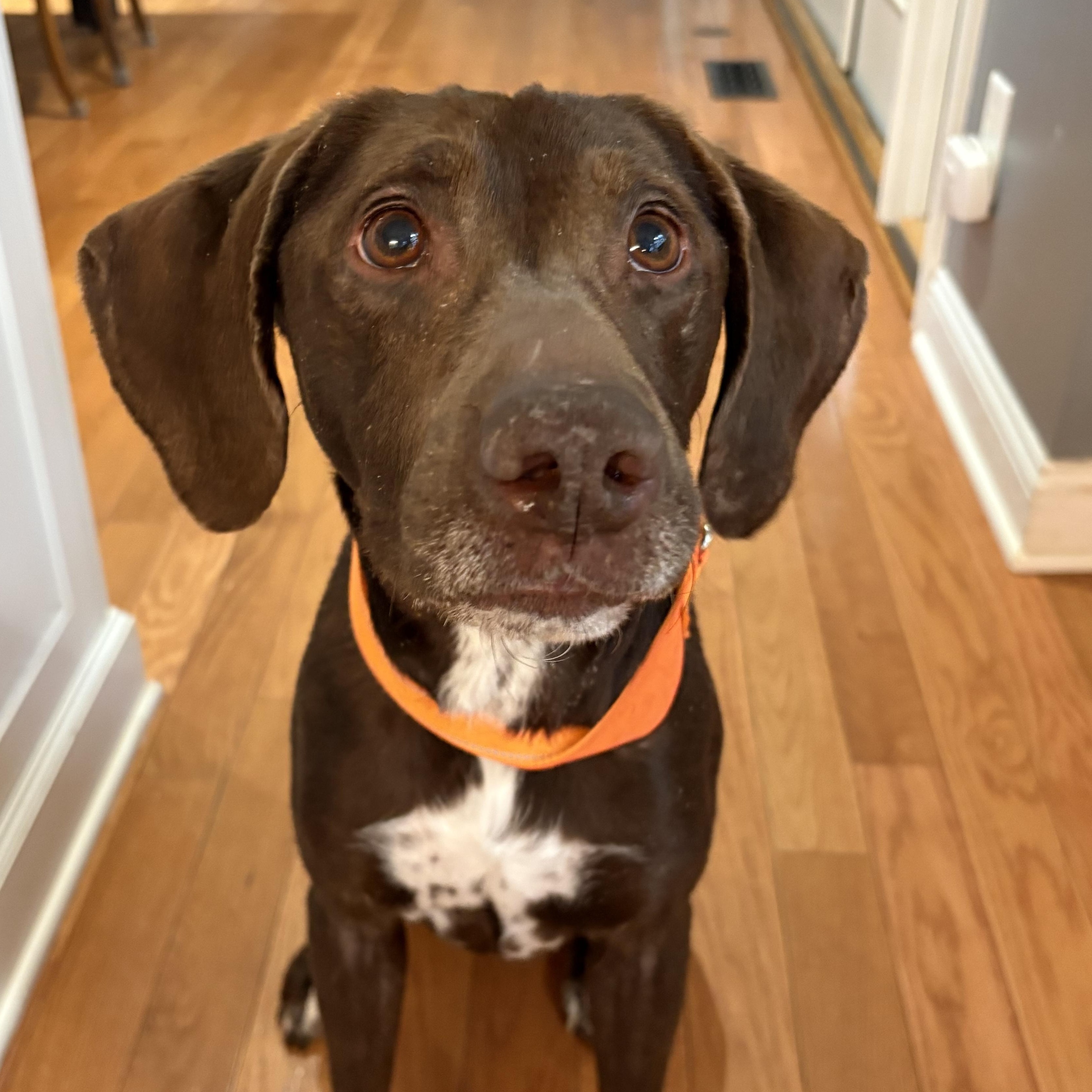 Bailey - Adoptable Pet | Petfinder | Petfinder