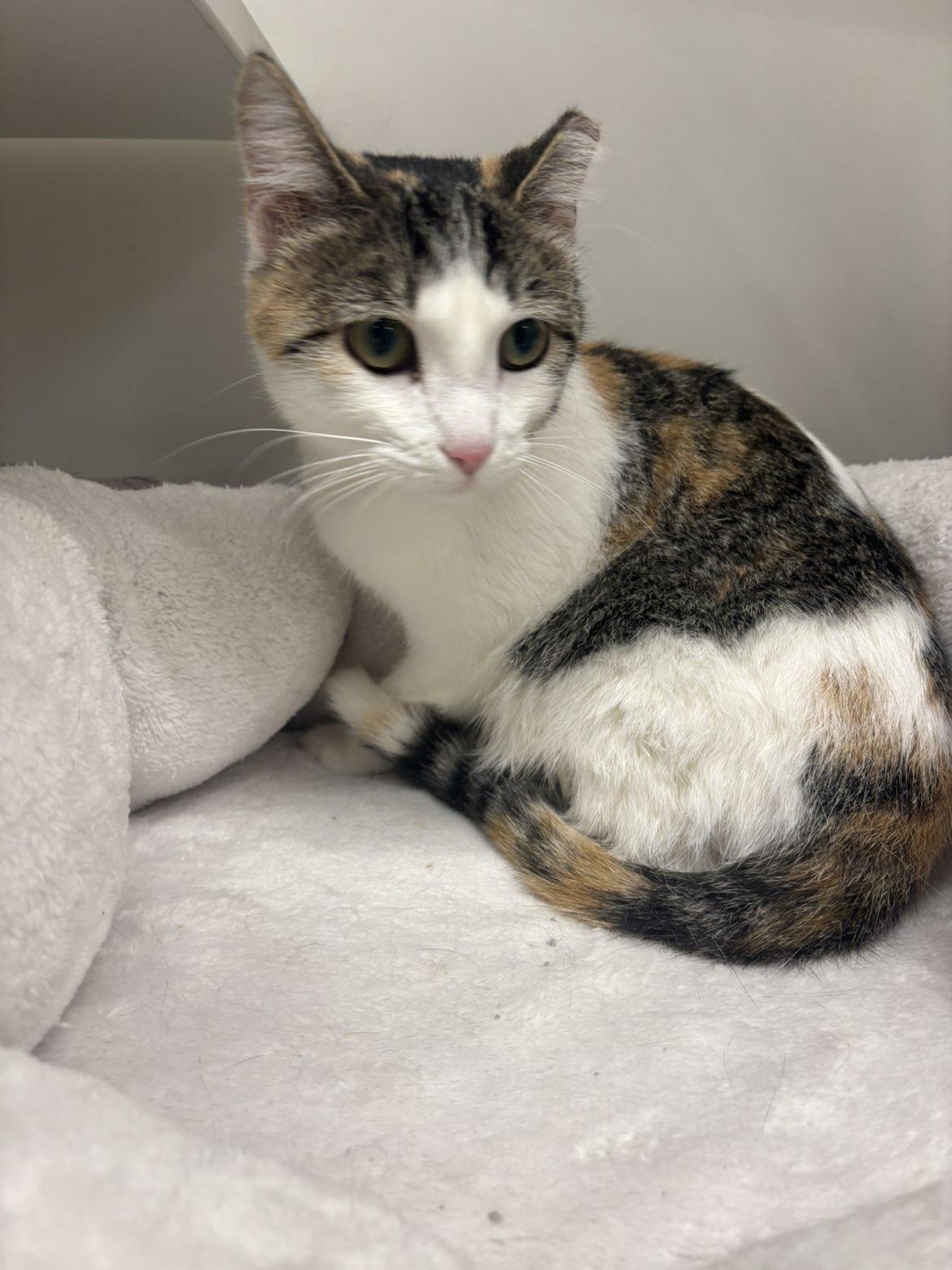 Cat for adoption - Mittens, a Domestic Short Hair in Pardeeville, WI ...