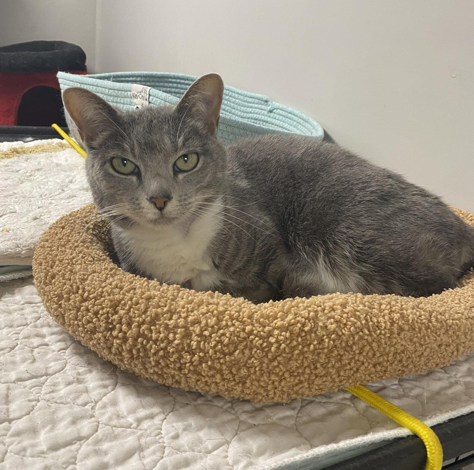Ollo - Adoptable Pet | Petfinder | Petfinder