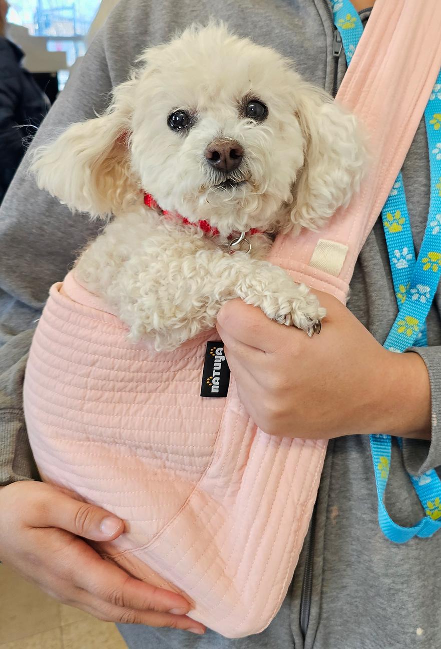 Dog for adoption - Ella, a Miniature Poodle in Harrison, NY | Petfinder